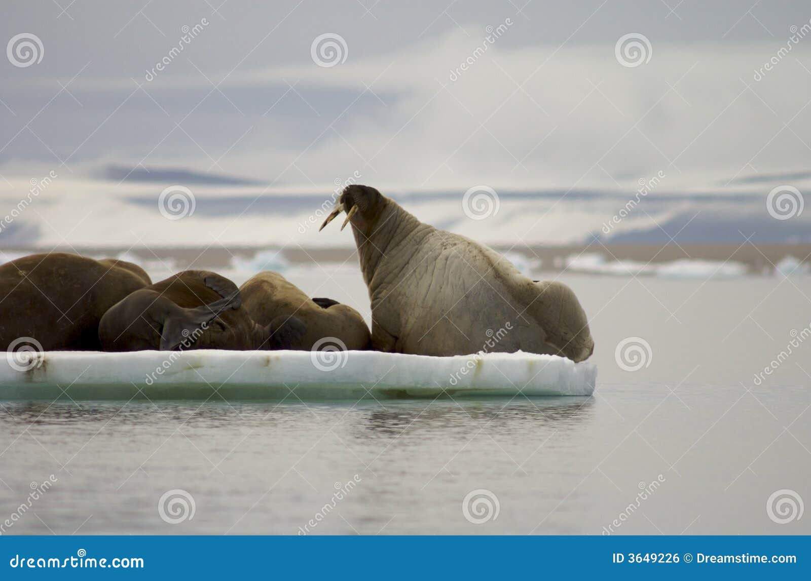 Albino walrus stock photo. Image of floe, tusk, group - 3649226