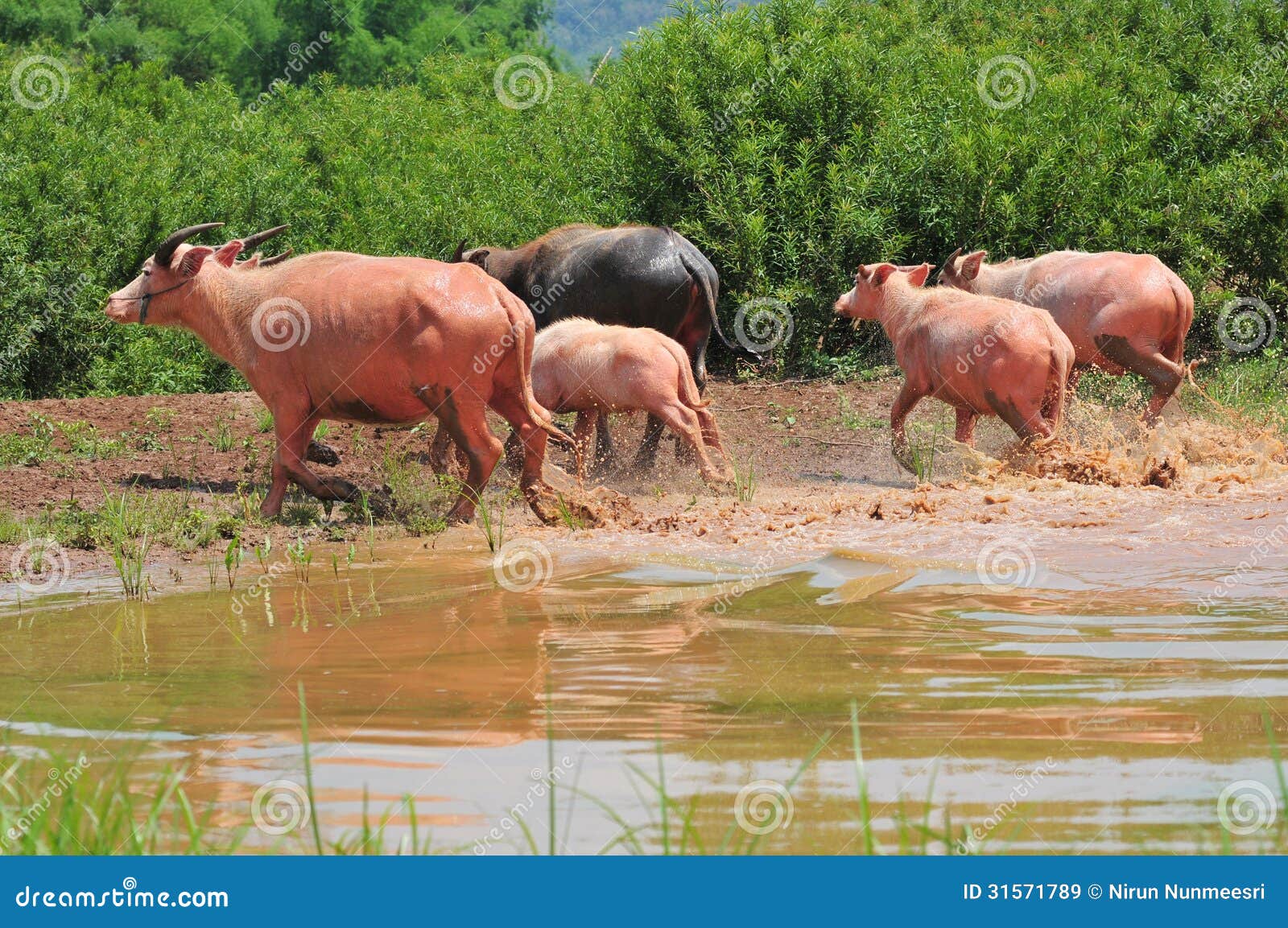 Albino water buffalo five stock image. Image of agriculture - 31571789