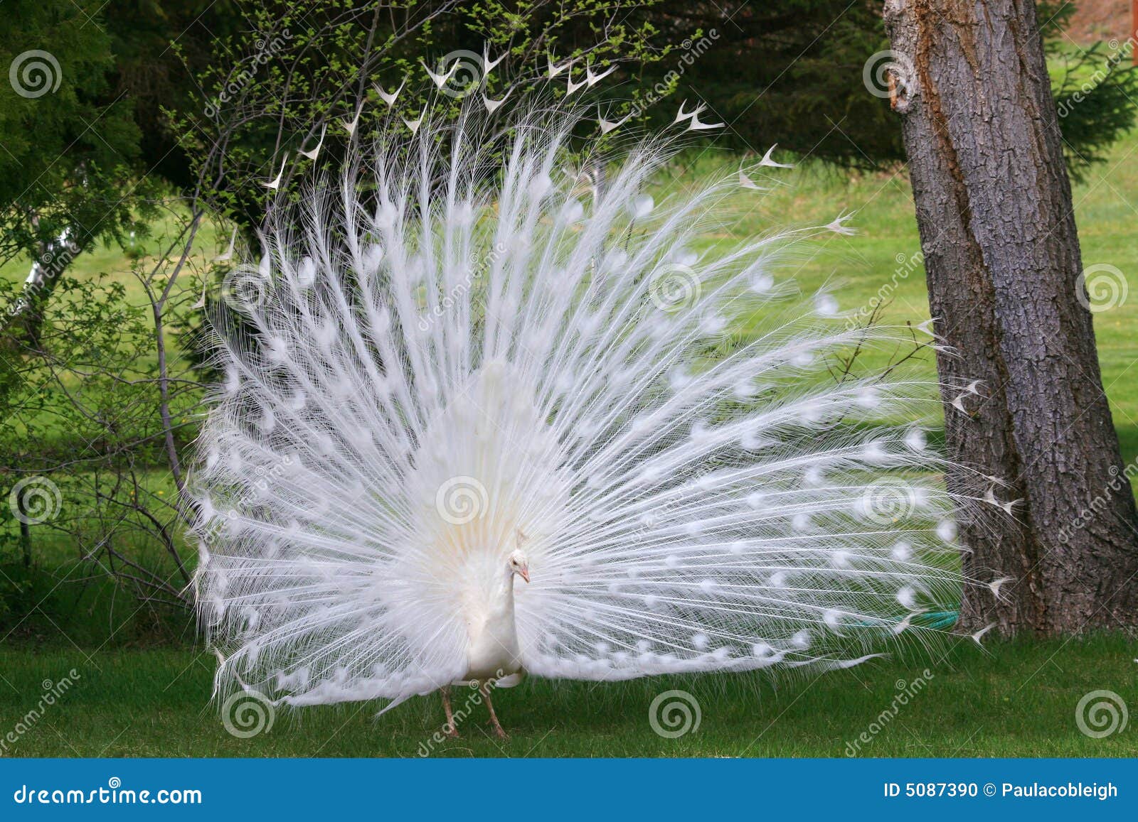 Albino-Weiß-Pfau stockfoto. Bild von tier, vertretung - 5087390