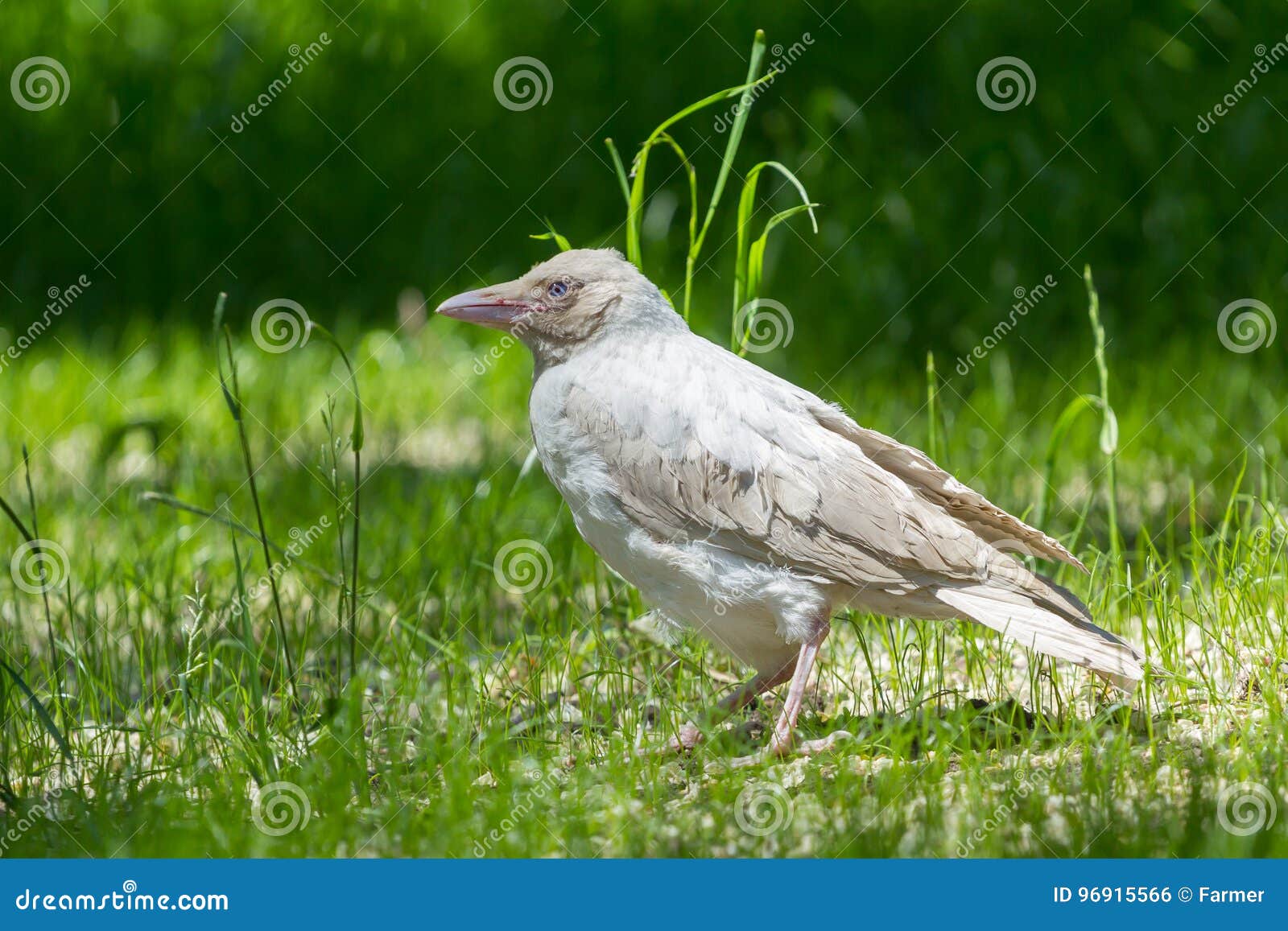 Albino white crow stock photo. Image of wildlife, wild - 96915566