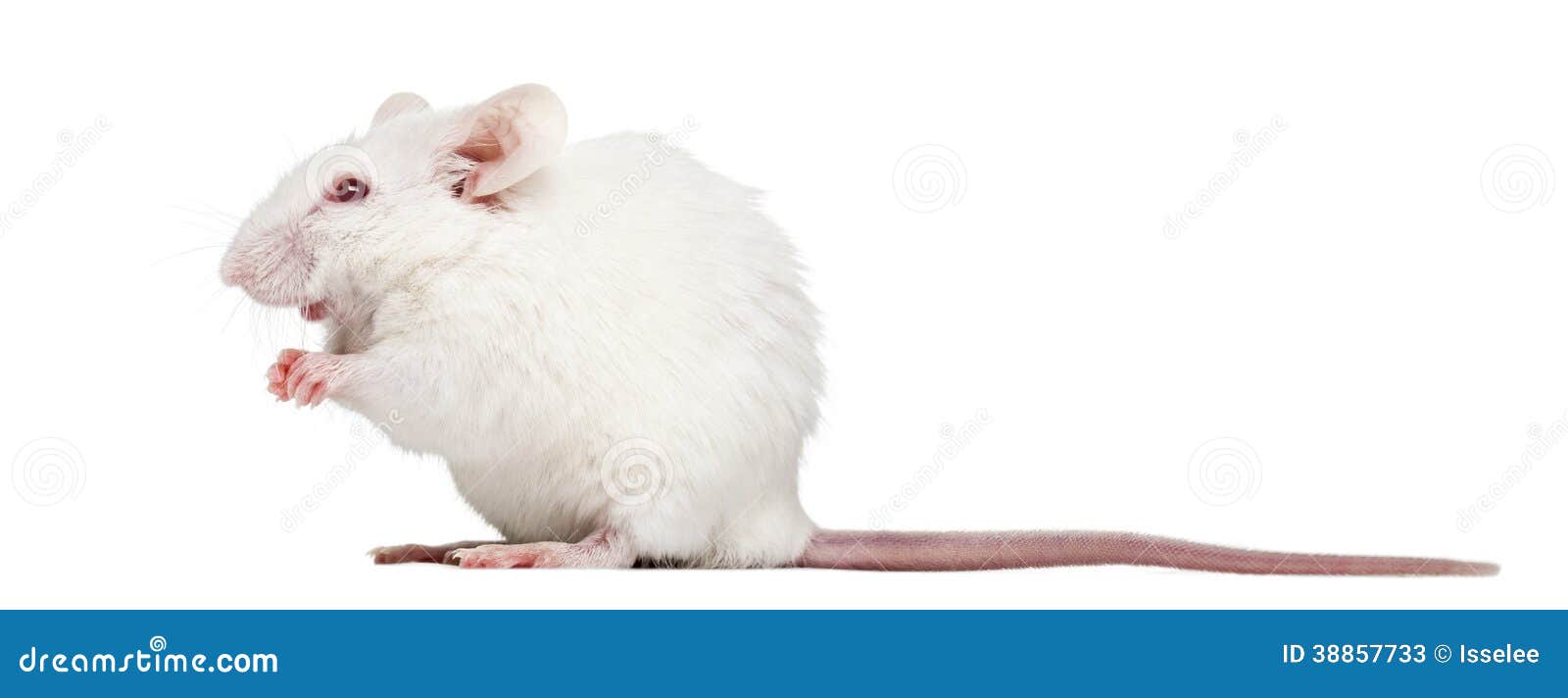 Albino White Mouse Sitting, Mus Musculus Stock Image - Image of ...