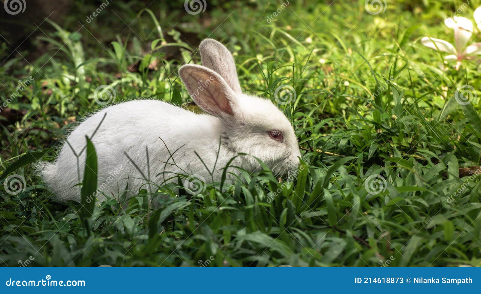 Albino White Rabbit in the Grass Field Stock Image - Image of furry ...