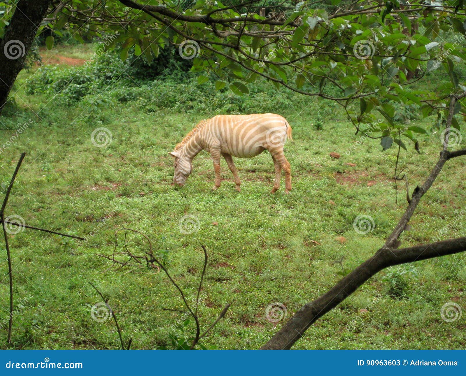 123 Albino Zebra Stock Photos - Free & Royalty-Free Stock Photos from ...