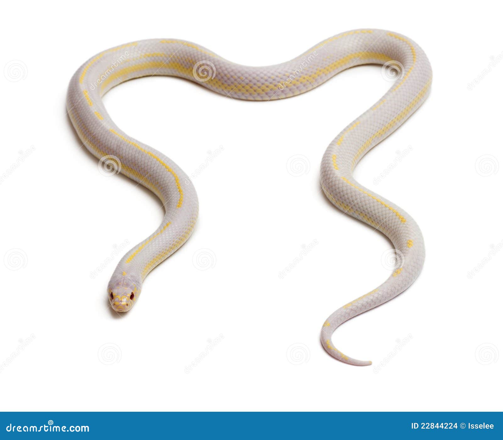Albinos Banana Eastern Kingsnake Stock Photo - Image of animal, people ...