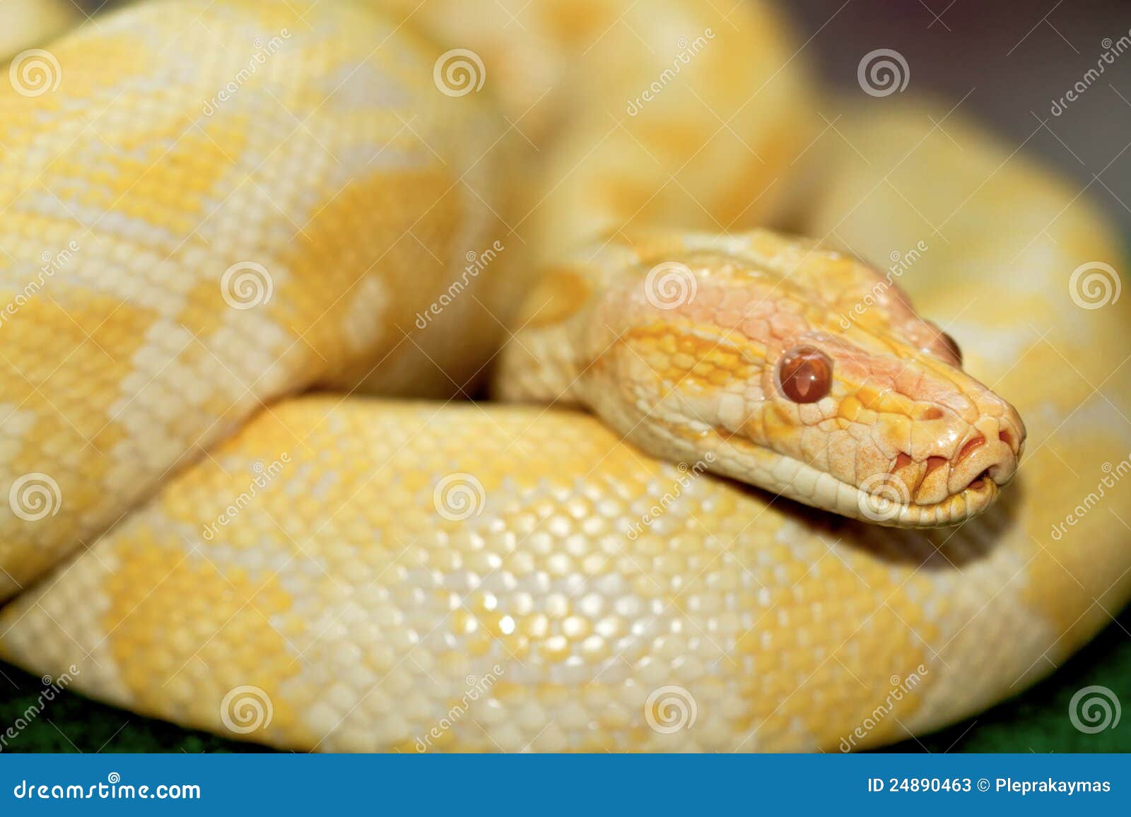 Albinos Boa Constricto stock image. Image of white, species - 24890463