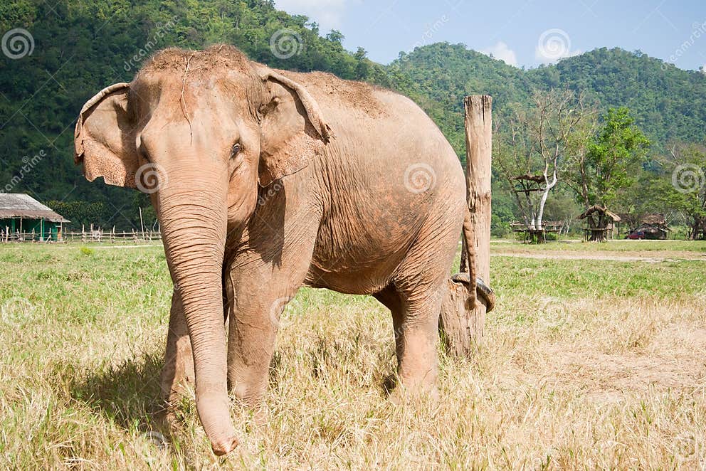 Albinos Elephant stock image. Image of tropical, elephant - 19582419