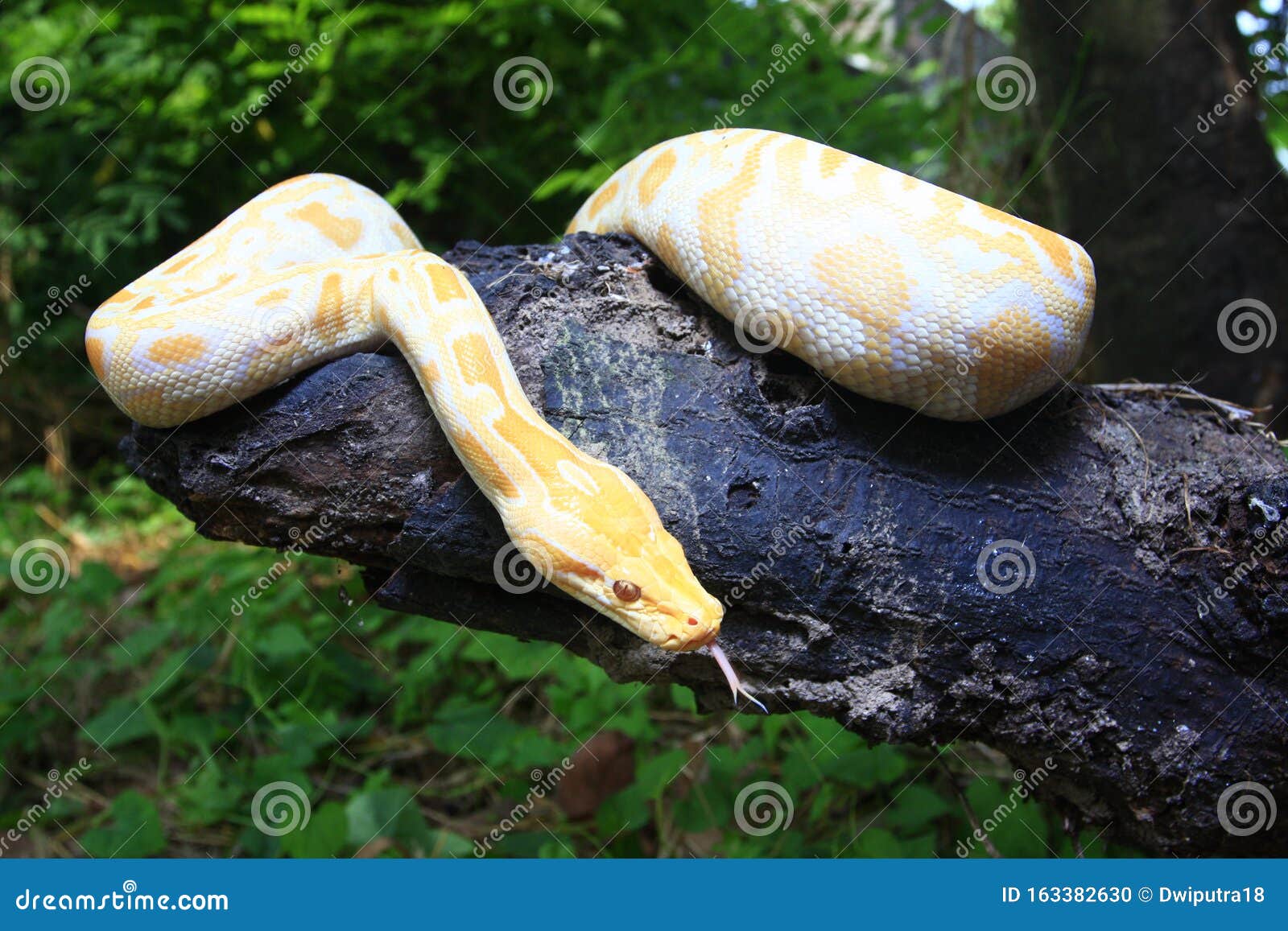 Albinos Python Molurus Bivittatus Zdjęcie Stock - Obraz złożonej z pyton, czołganie: 163382630