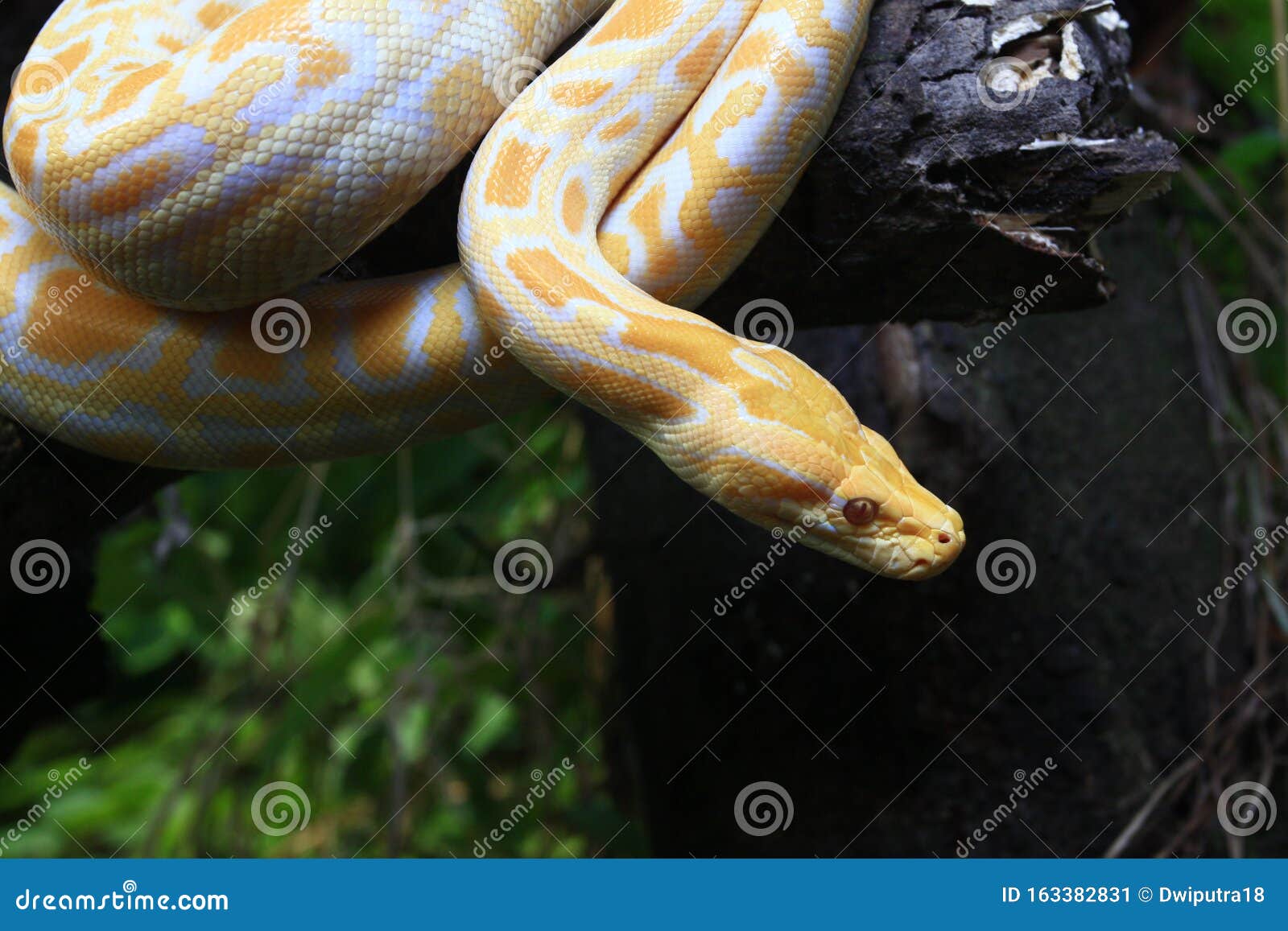 Albinos Python Molurus Bivittatus Obraz Stock - Obraz złożonej z atak, aktywny: 163382831
