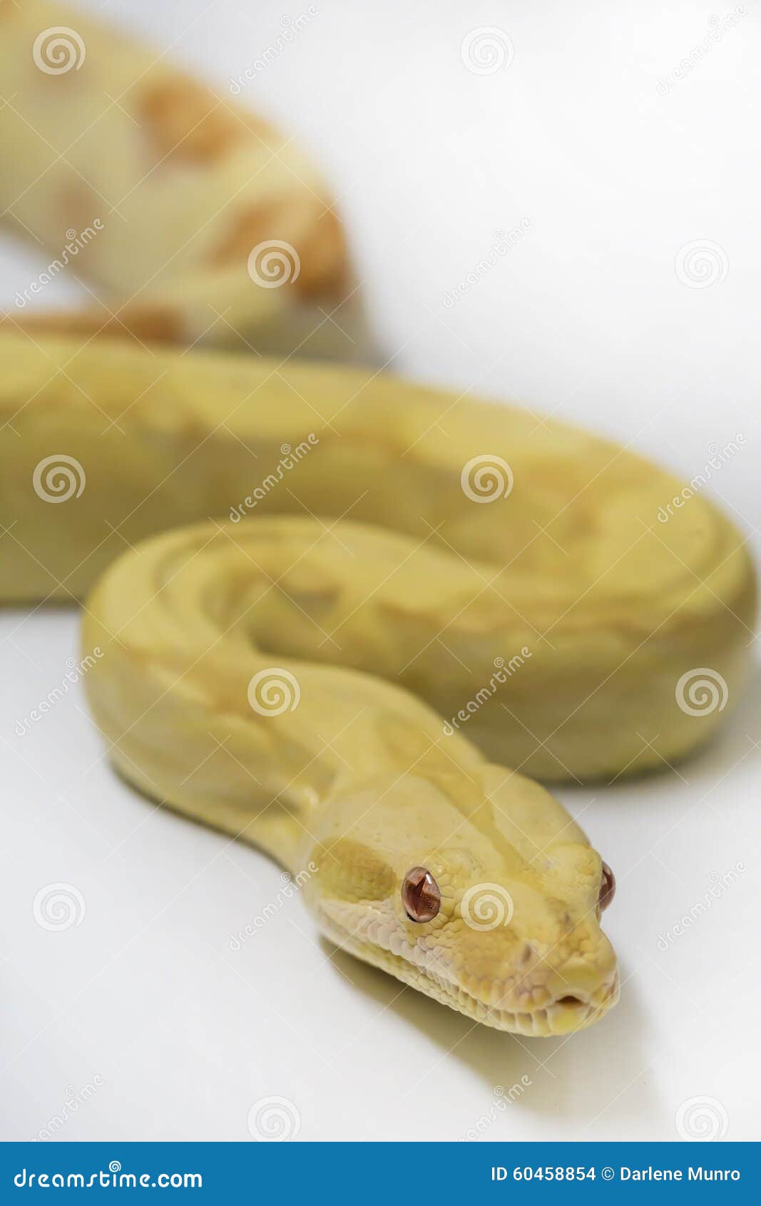 Albion Boa stock photo. Image of brightly, nature, isolated - 60458854
