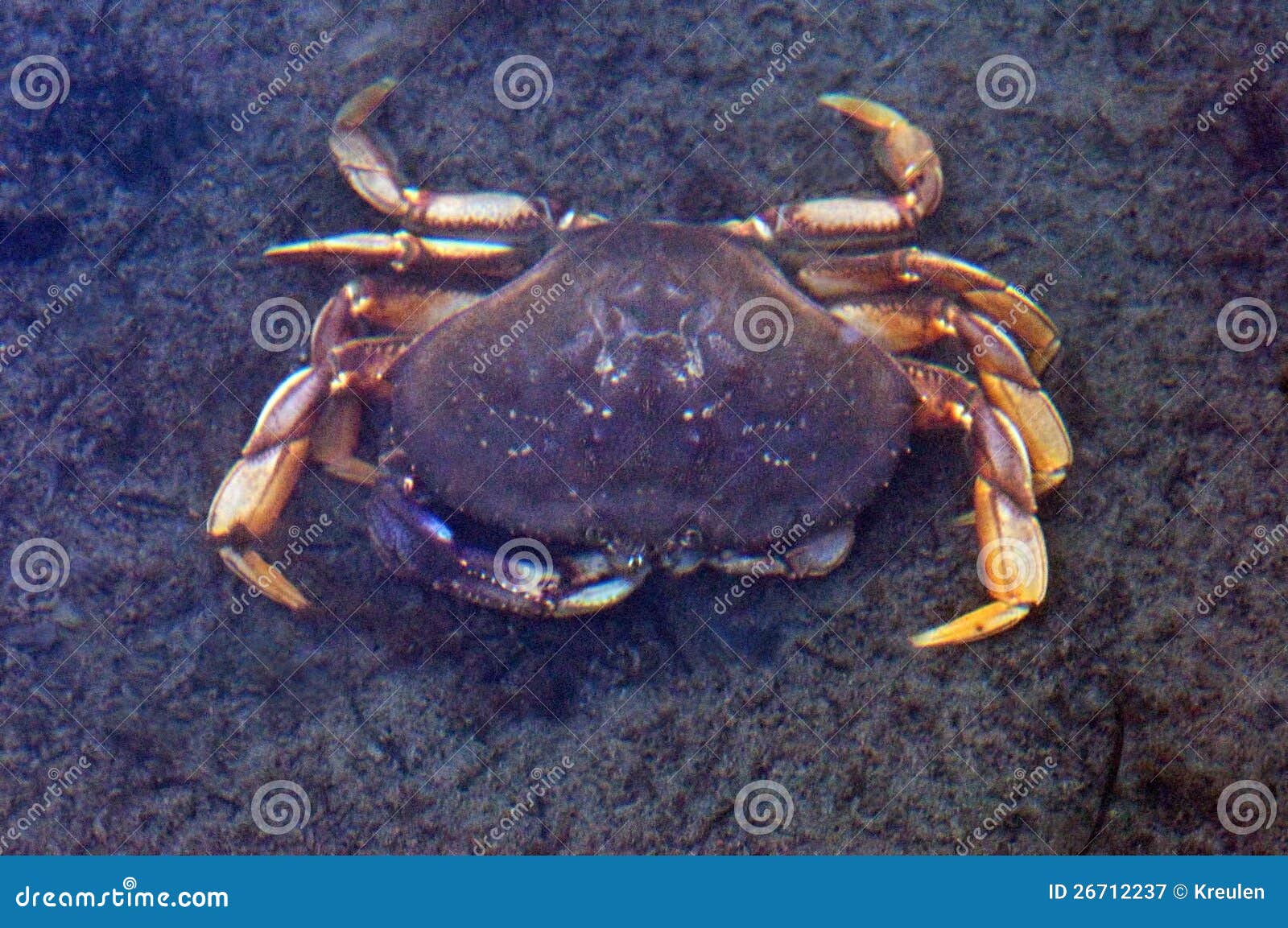 Albion River Crab stock image. Image of crustacean, california - 26712237