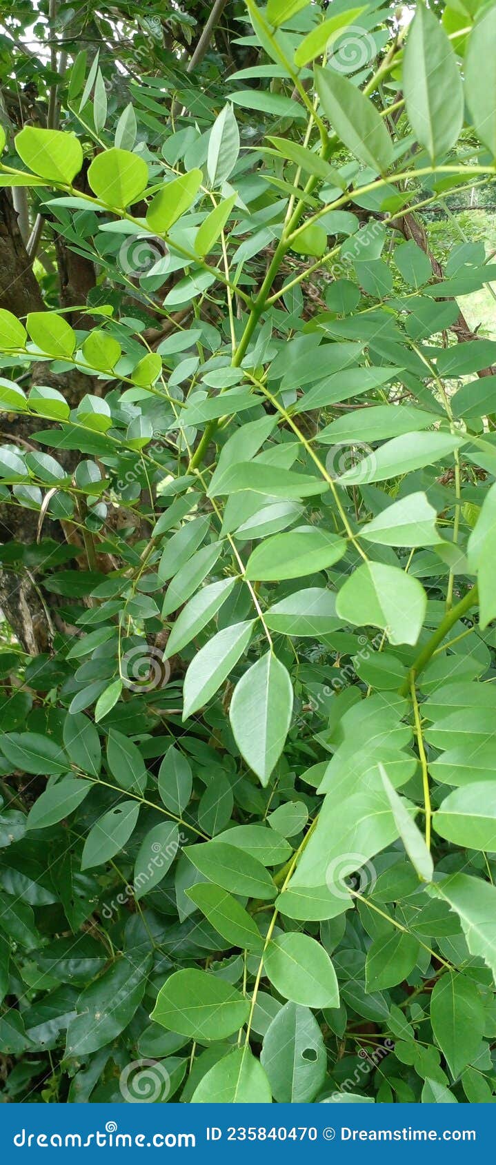 Albisia tree in Sri Lanka stock photo. Image of vegetable - 235840470