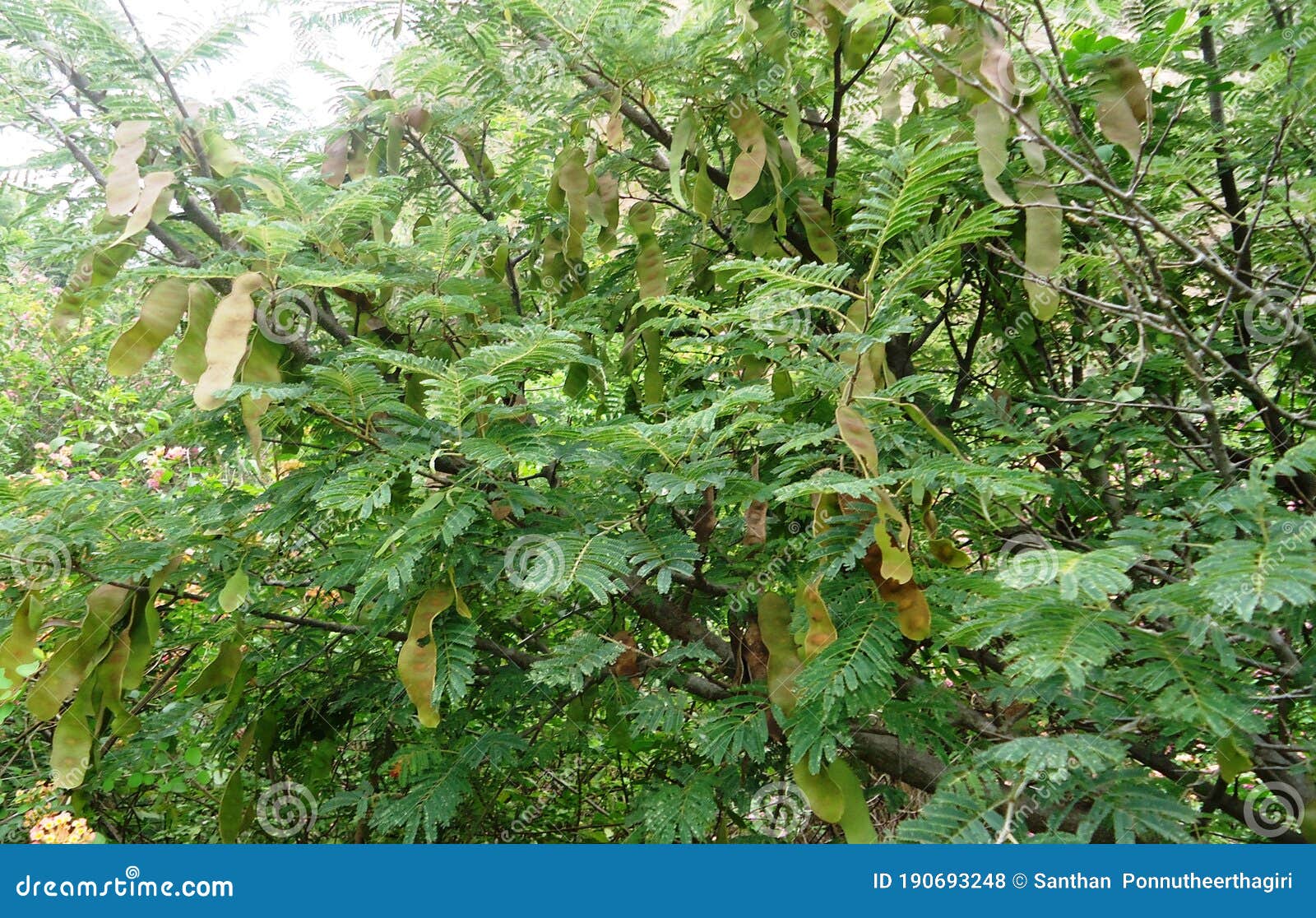 Albizia Amara Krishna Sirish Fruiting Tree Stock Photo - Image of ...