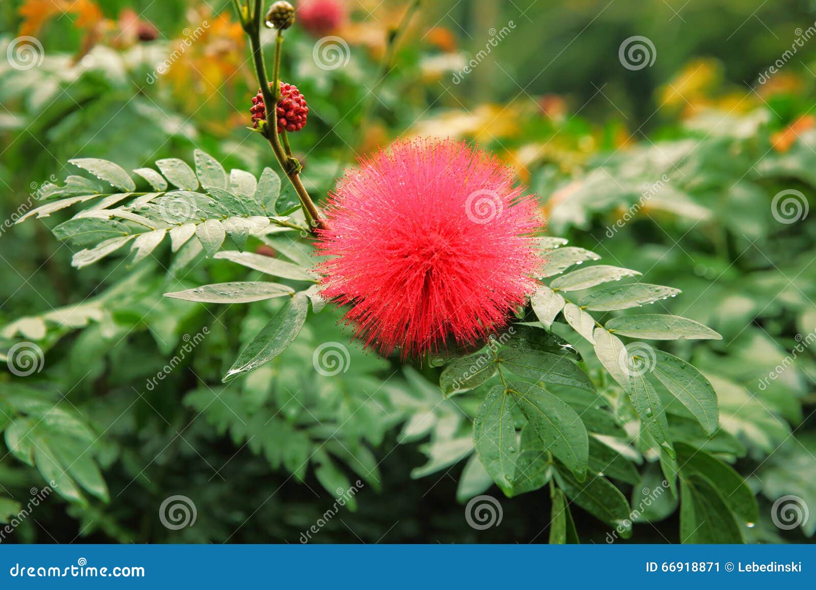 Albizia flower stock image. Image of inflorescence, freshness - 66918871