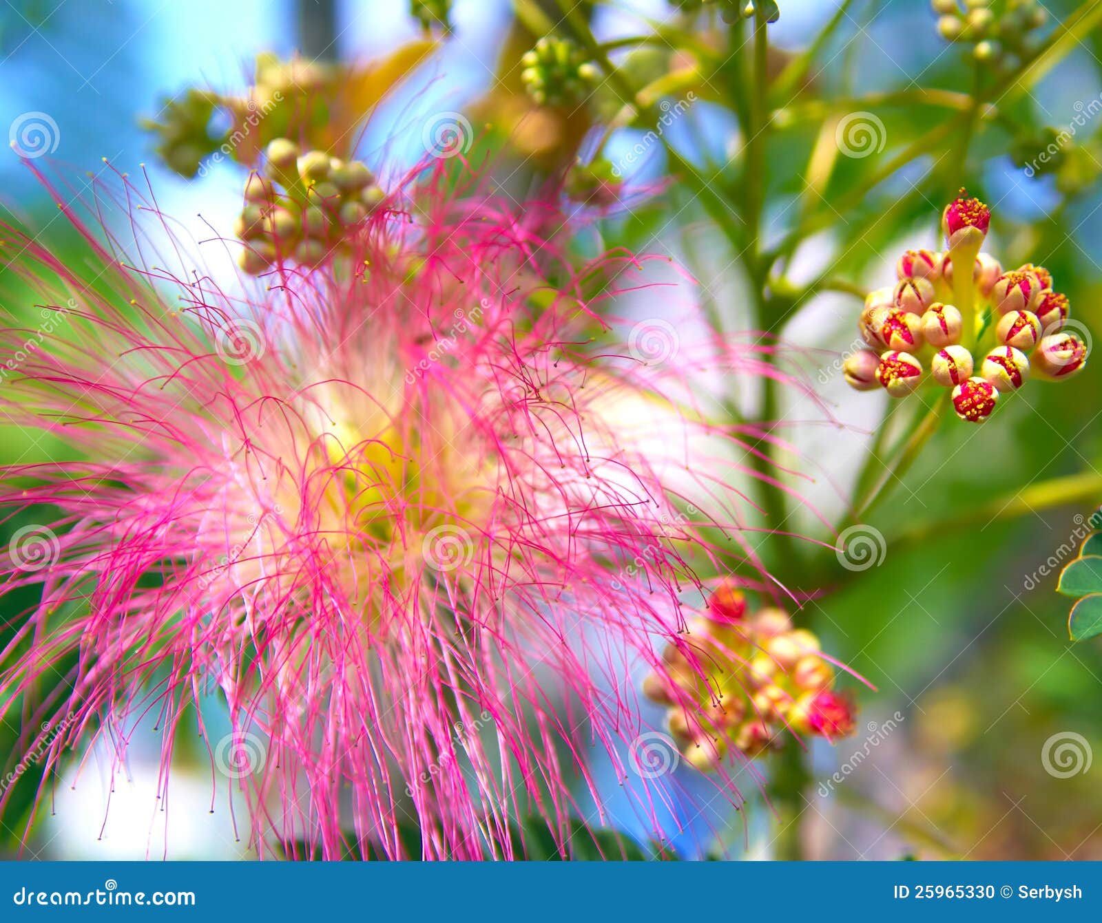 Albizia Julibrissin Or Persian Silk Tree, Pink Silk Tree. Isolated On ...