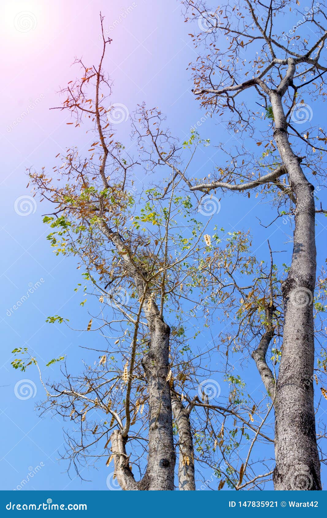 Albizia lebbeck tree stock image. Image of gold, plant - 147835921