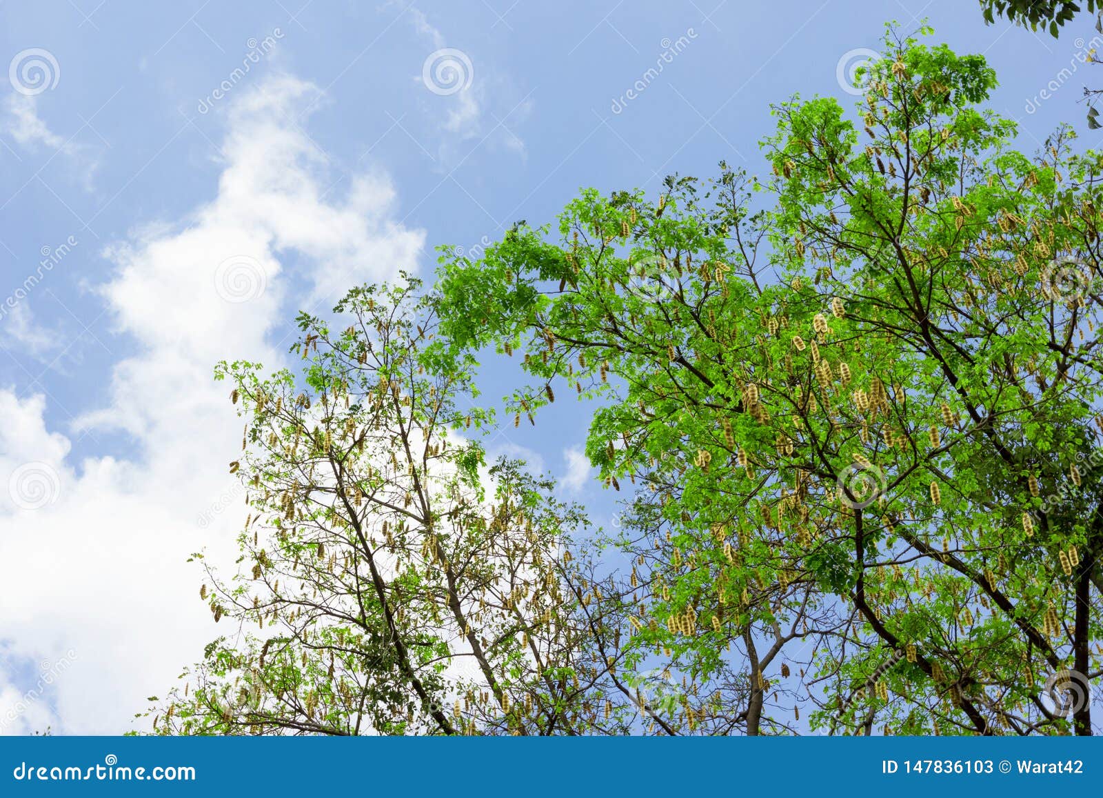 Albizia lebbeck tree stock image. Image of branches - 147836103