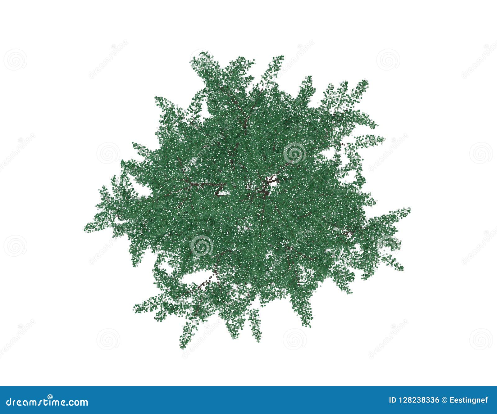 Albizia Tree. Top View. Isolated on White Background Stock Vector ... Albizia Tree. Top View. Isolated on White Background Stock Vector ...