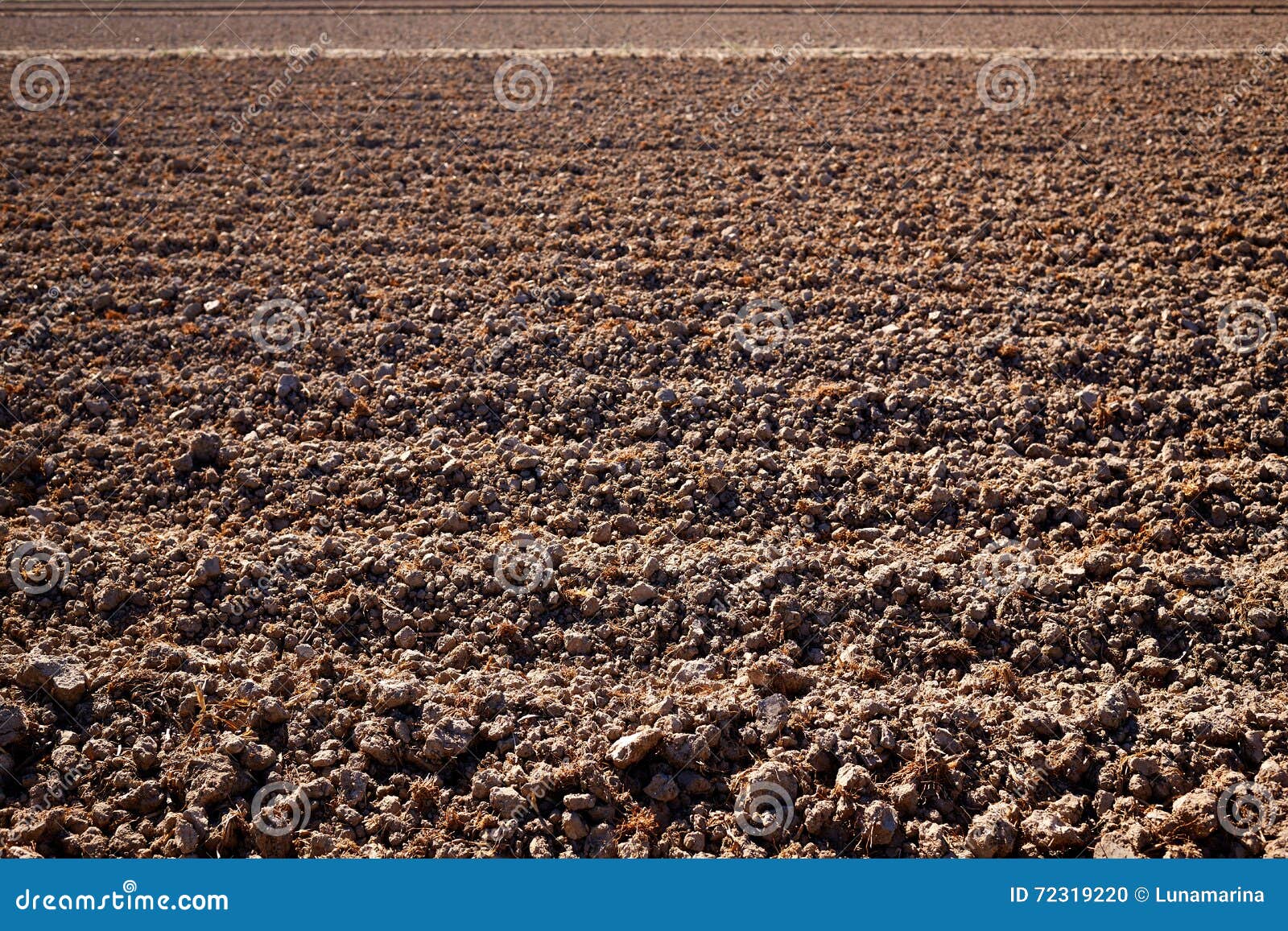 Albufera Rice Fields Dried Field in Valencia Stock Photo - Image of ...
