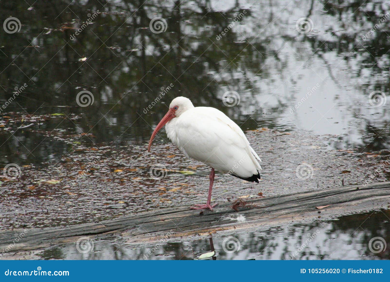 Albus Blanco Americano De Ibis Eudocimus Foto de archivo - Imagen de ...