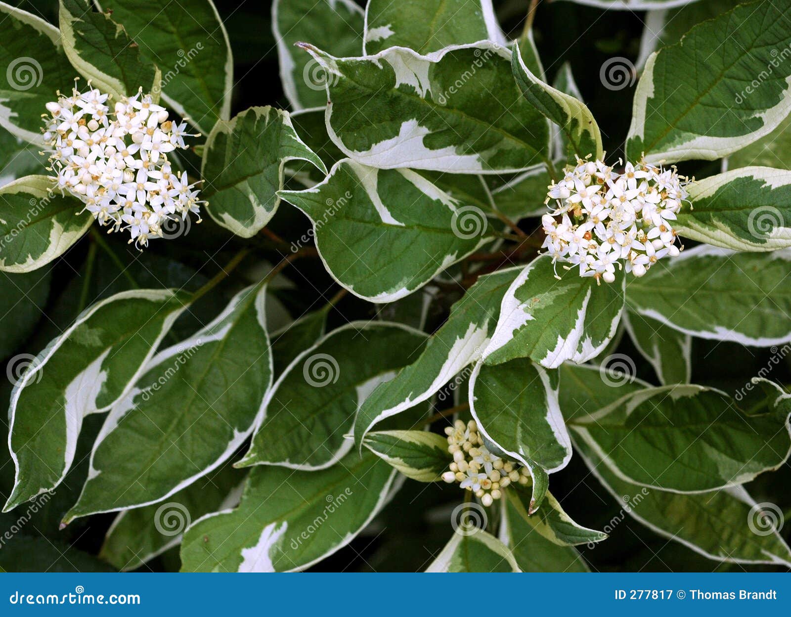 Albus ?Elegantissima? Della Cornina Immagine Stock - Immagine di ...