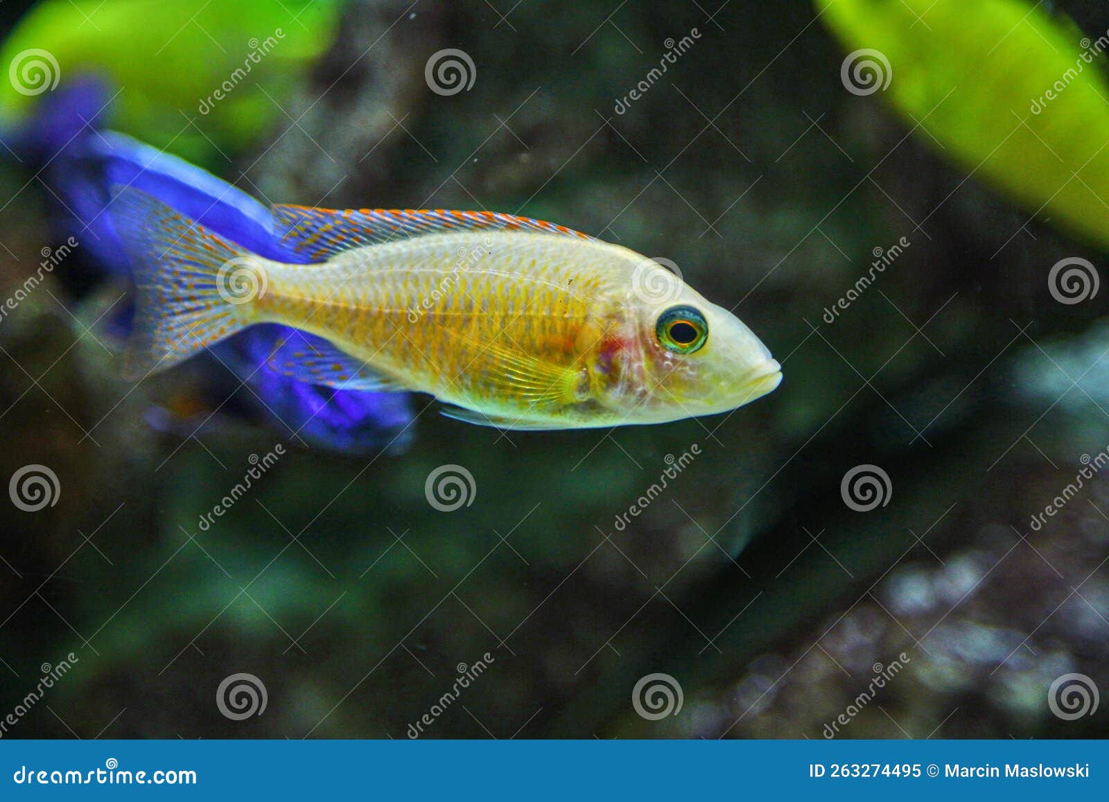 Albus Lethrinops, Beautiful Fish in the Aquarium Stock Image - Image of ...