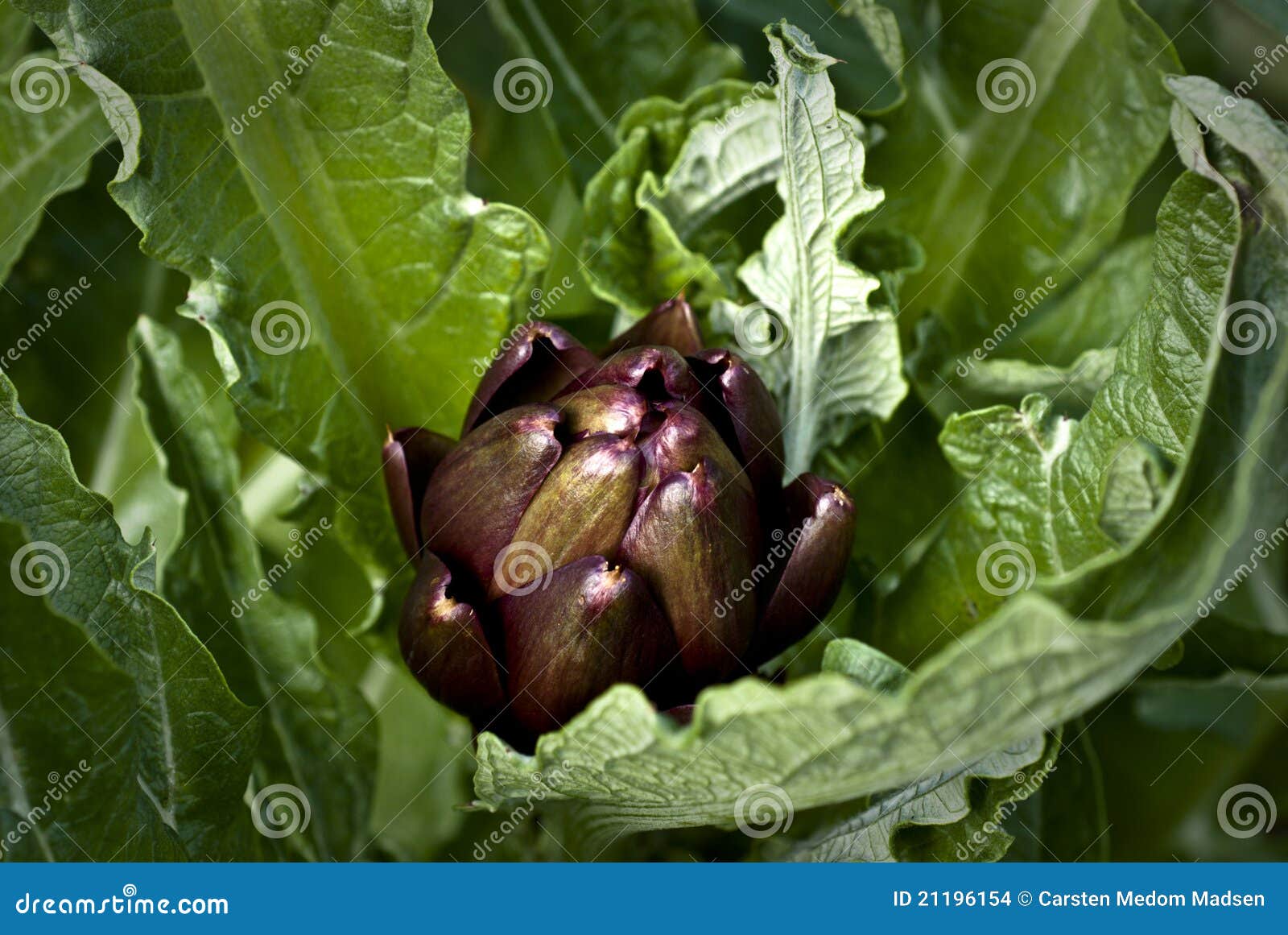 Alcachofa foto de archivo. Imagen de macro, fresco, agricultura - 21196154