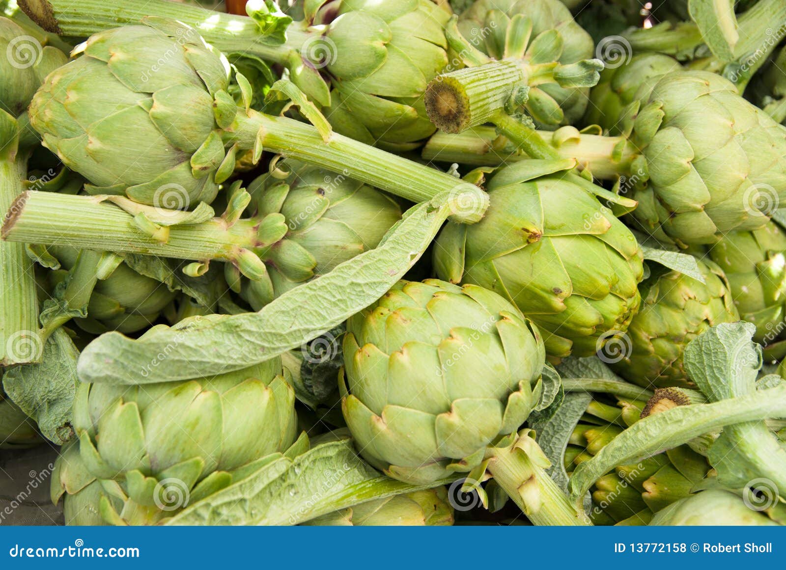 Alcachofas orgánicas foto de archivo. Imagen de flor - 13772158
