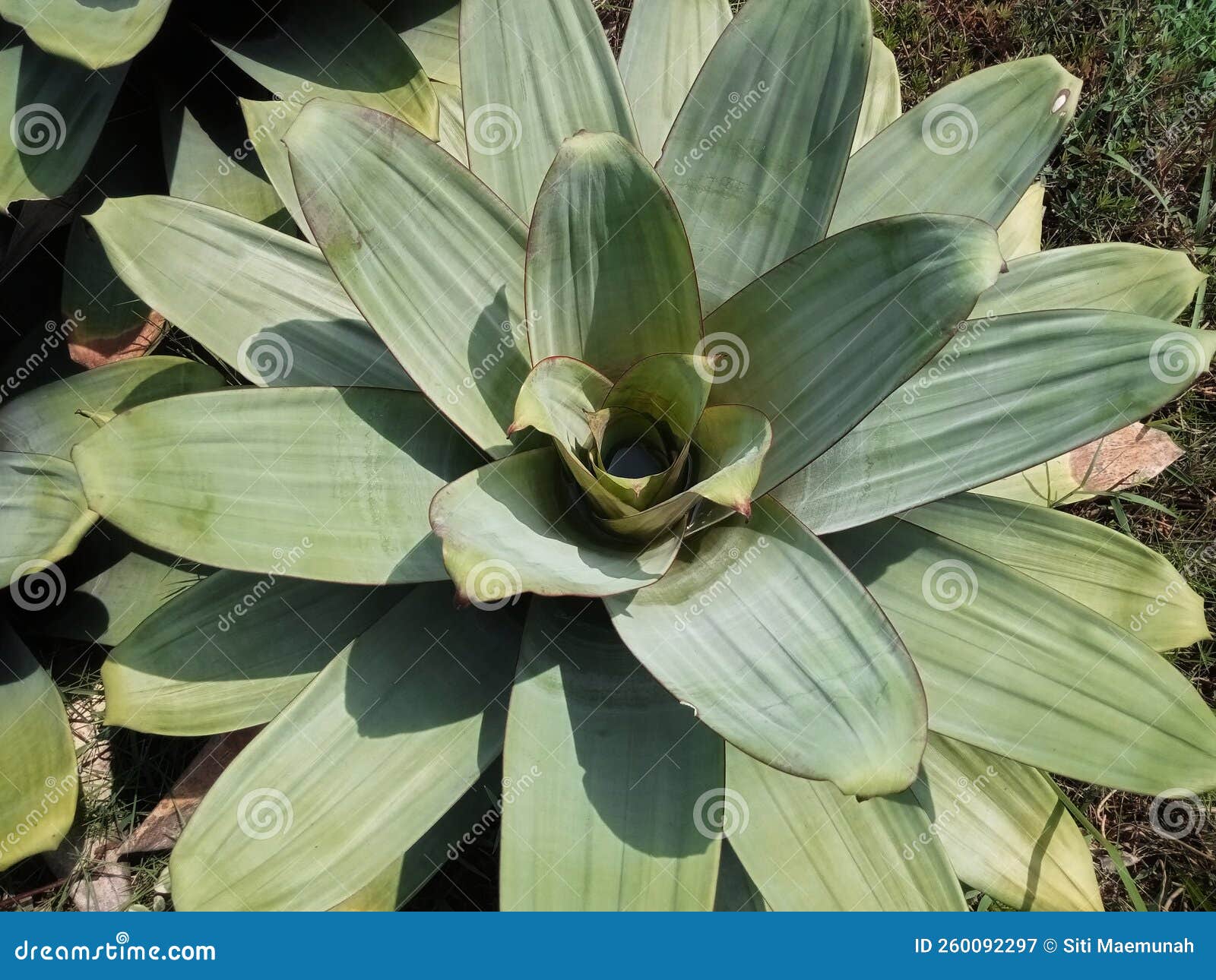 Alcantarea Imperialis Plant Seen from Above Stock Image - Image of ...