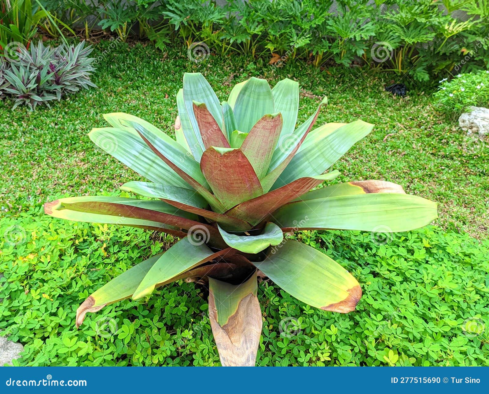 Alcantarea Imperialis is a Species of Bromeliad in the Genus Alcantarea ...