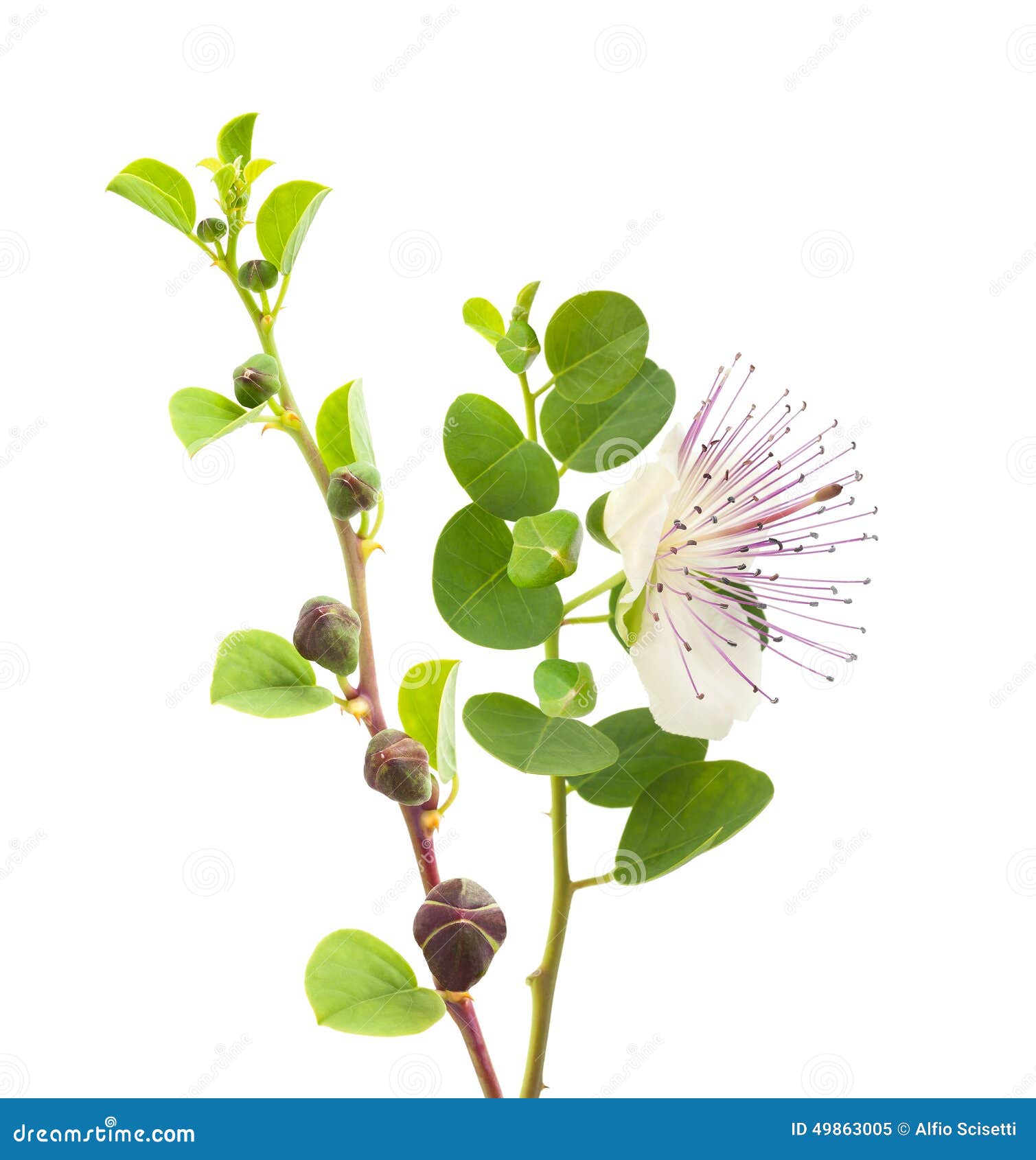 Alcaparra imagen de archivo. Imagen de sano, florista - 49863005