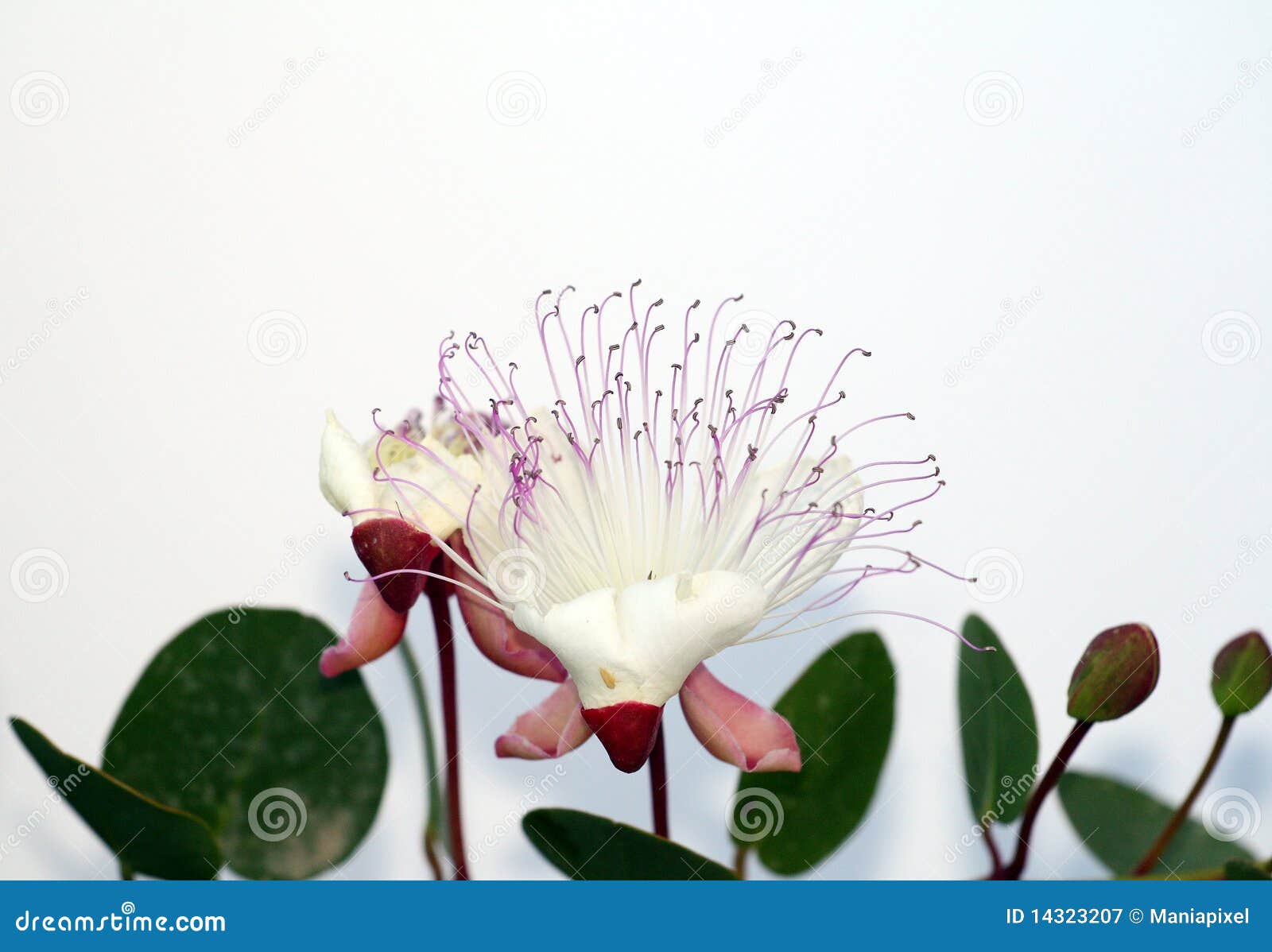 Alcaparra de la flor imagen de archivo. Imagen de planta - 14323207