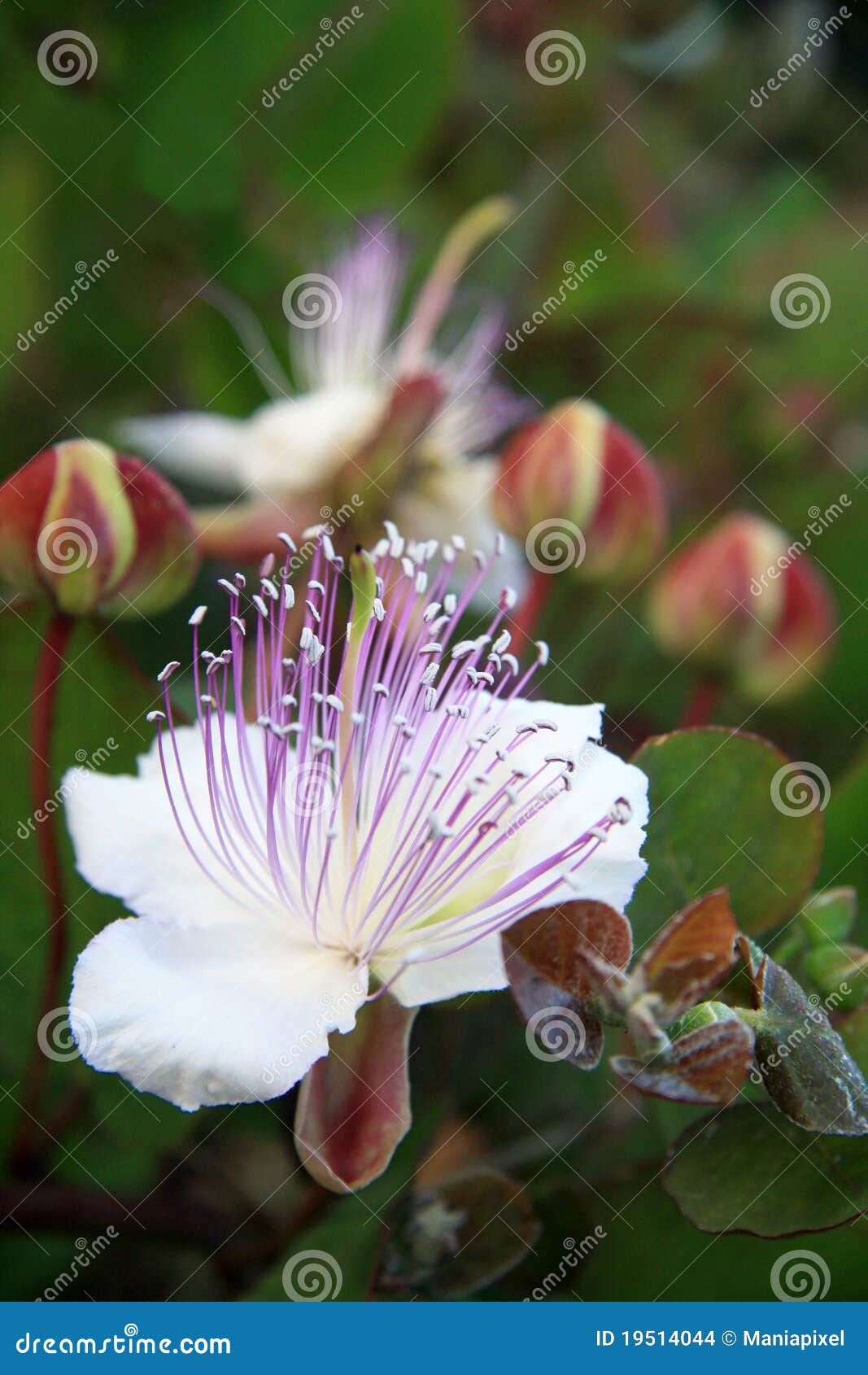Alcaparra de la flor foto de archivo. Imagen de brote - 19514044