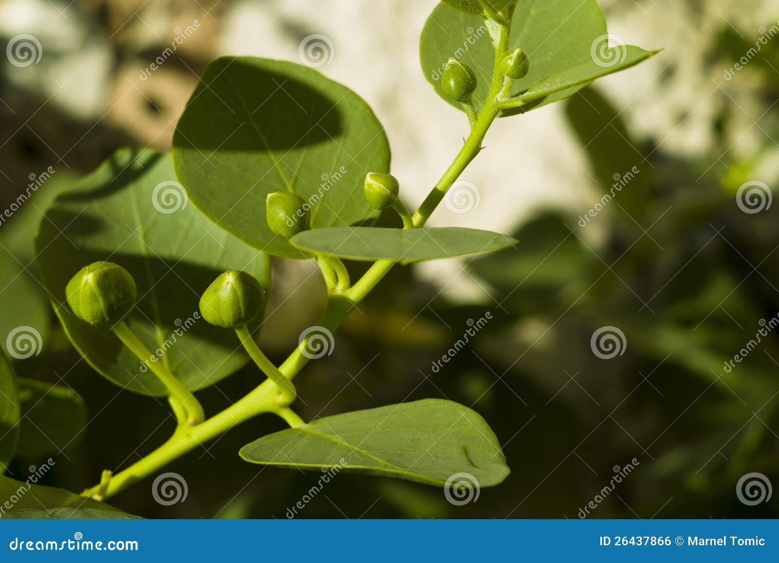 Alcaparra (spinosa Do Capparis) Foto de Stock - Imagem de verde ...