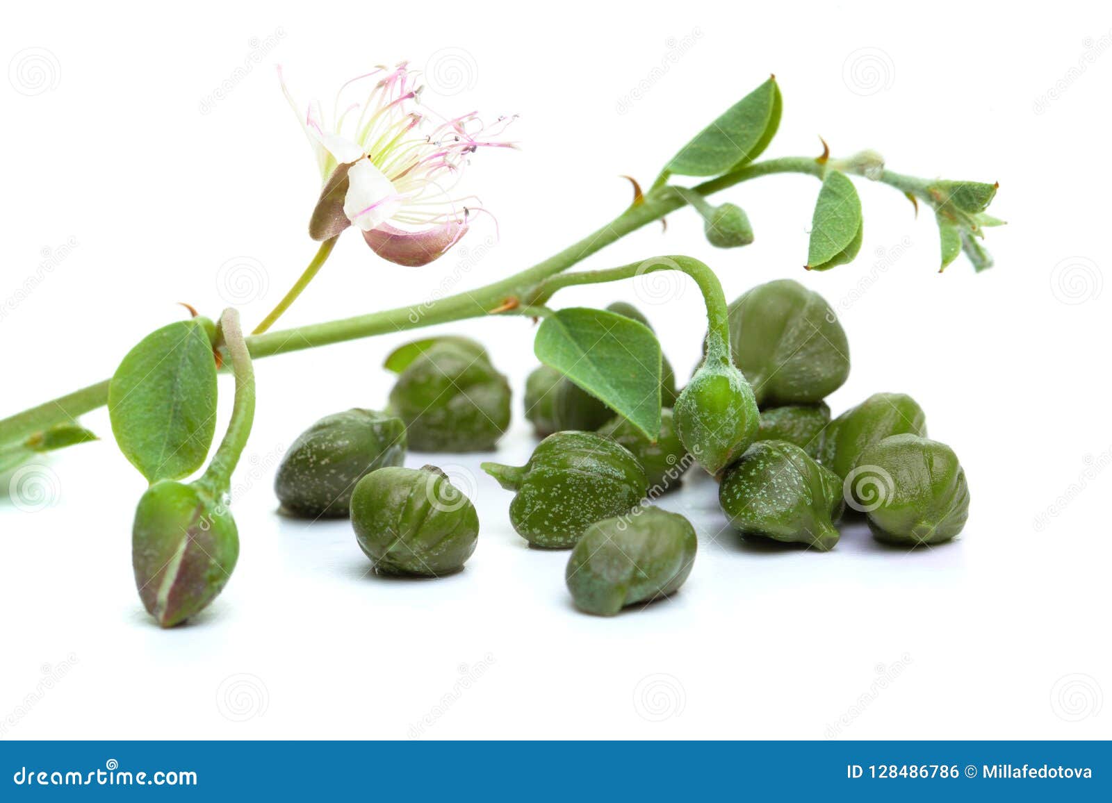 Alcaparras, Fundo Branco Planta Da Alcaparra, Folhas Do Verde Foto de ...
