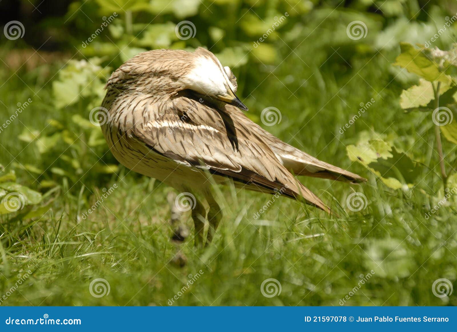 Alcara a bird stock photo. Image of field, animals, wings - 21597078