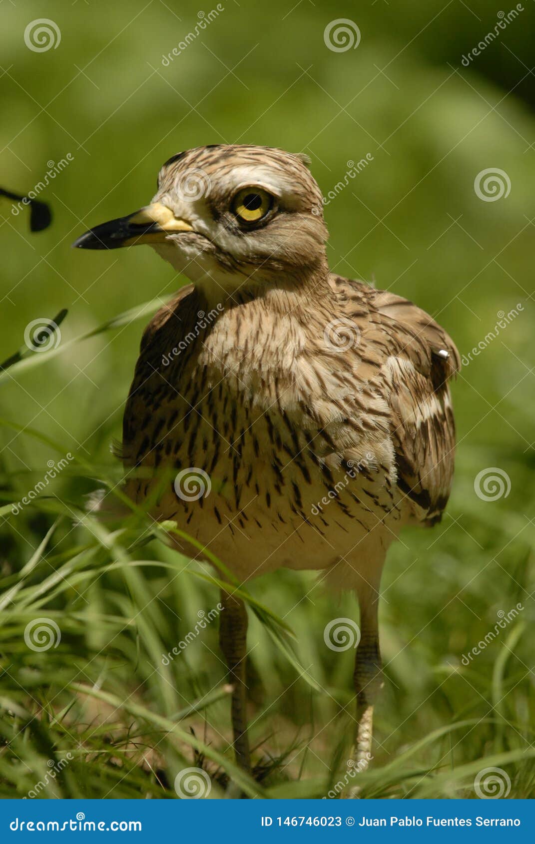 Alcaraban Moves through the Countryside Stock Image - Image of forest ...