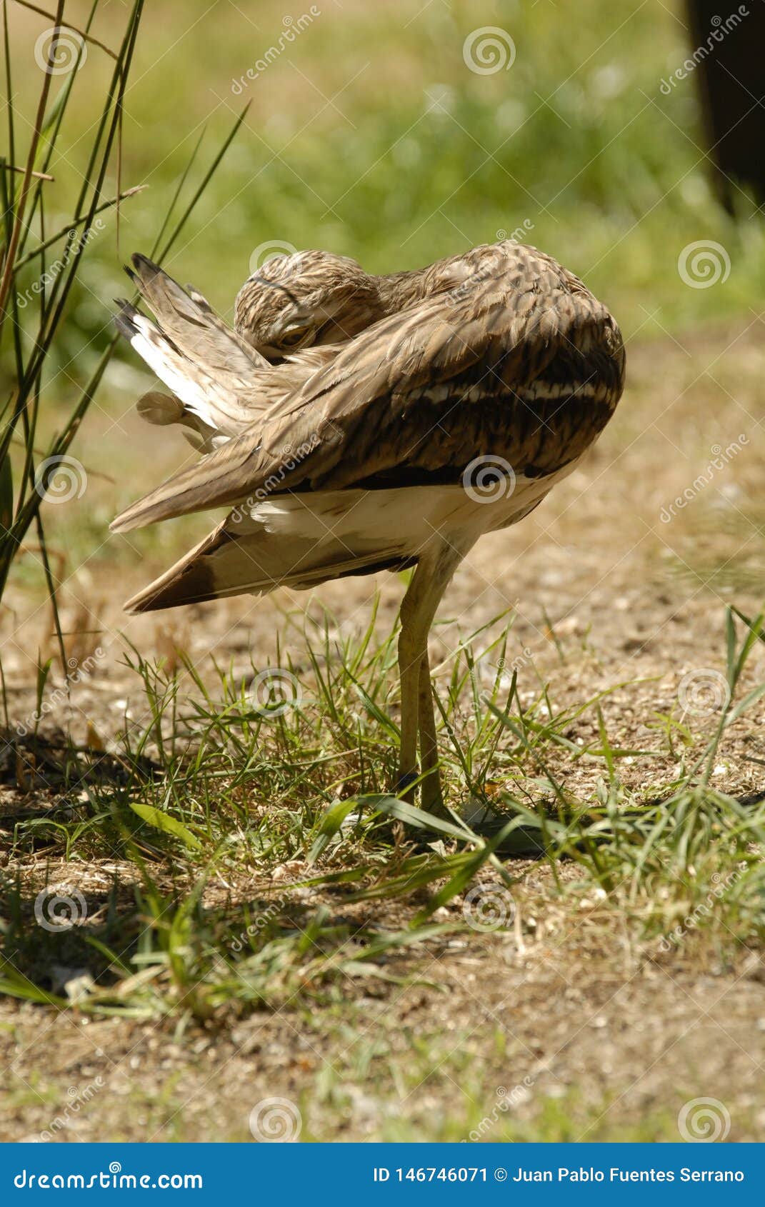 Alcaraban Moves through the Countryside Stock Image - Image of ...