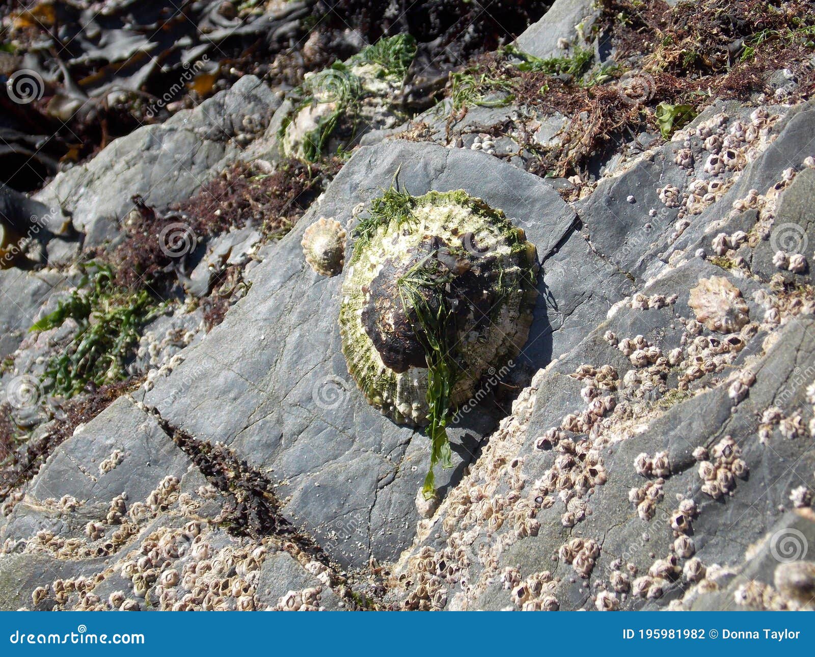 Alcatifas E Cracas Em Rochas Marinhas Foto de Stock - Imagem de algas ...