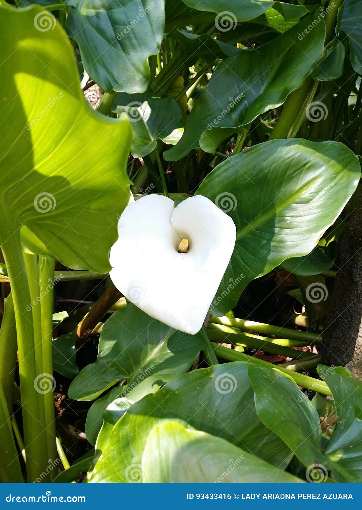 Alcatraz stock photo. Image of floricultura, alcatraz - 93433416