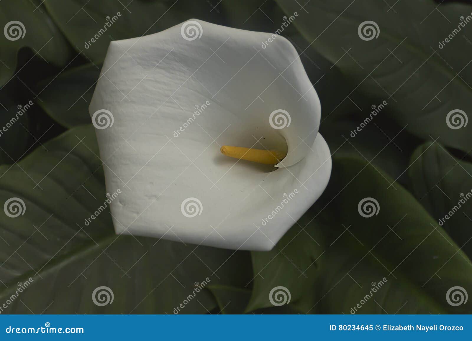 Alcatraz flower stock image. Image of plant, alcatraz - 80234645