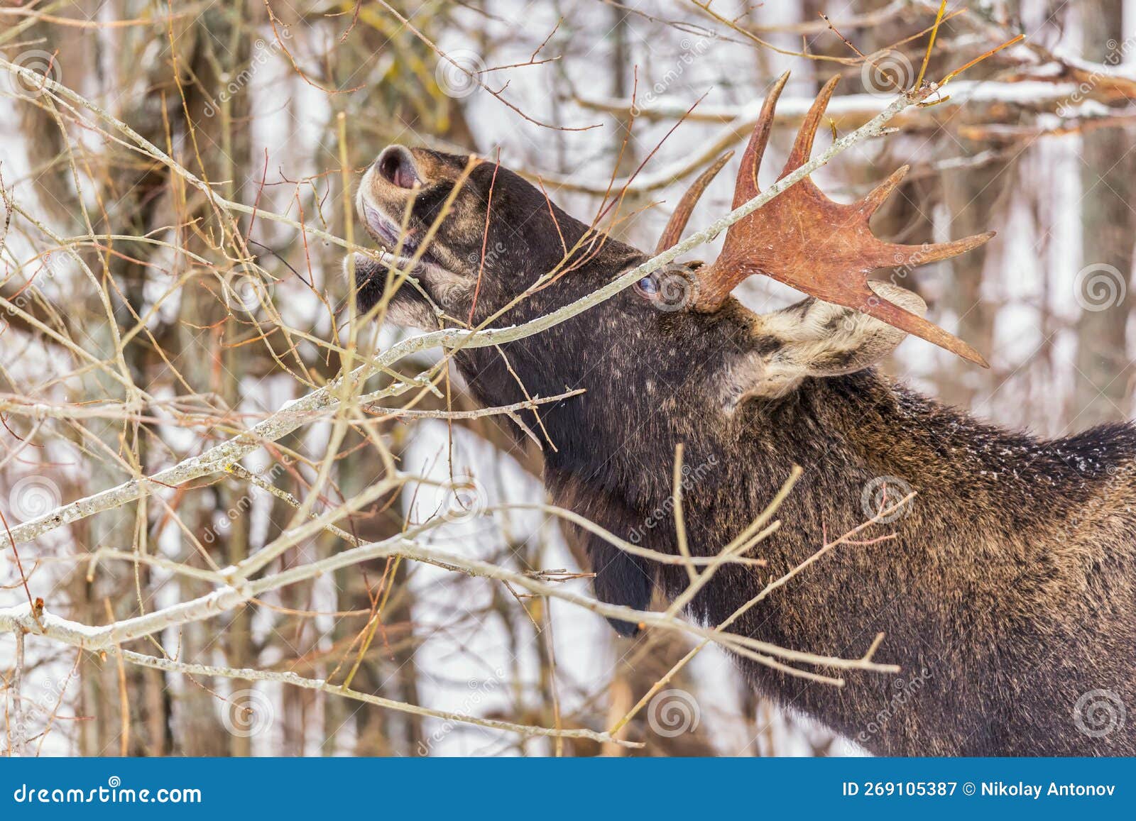 Alce Macho Com Galhadas Na Floresta De Inverno Imagem de Stock - Imagem ...