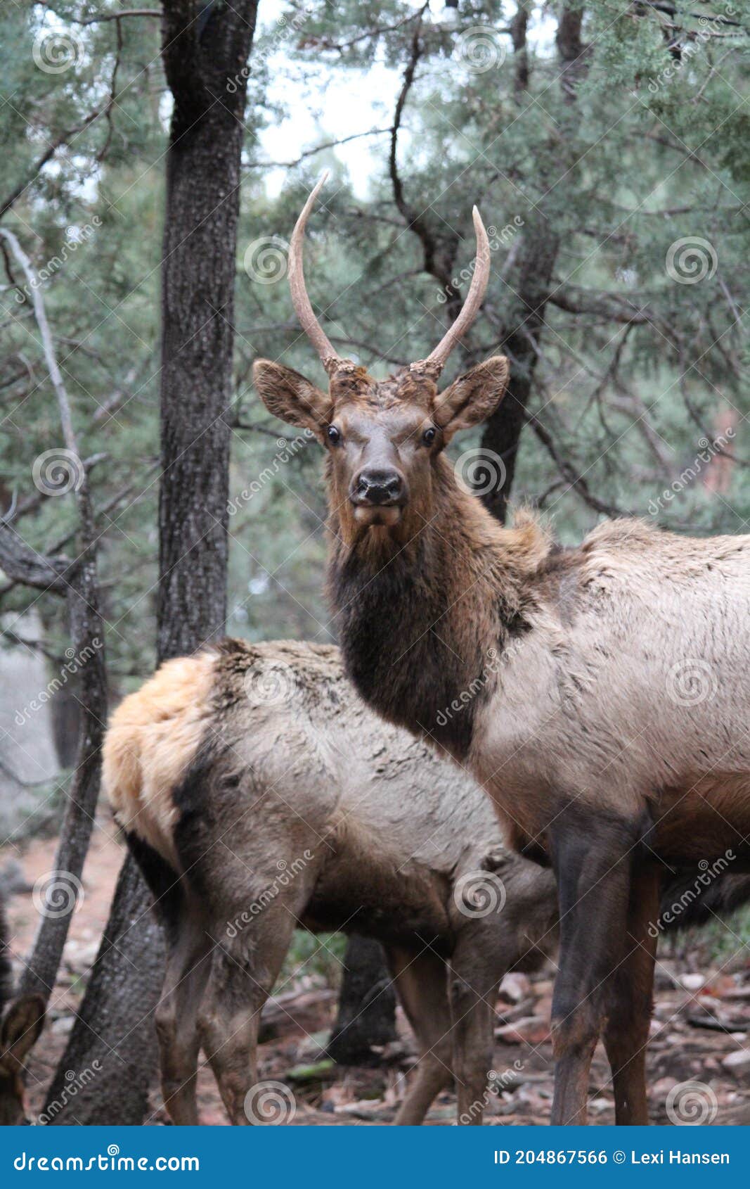 Alce macho foto de archivo. Imagen de alces, retrato - 204867566