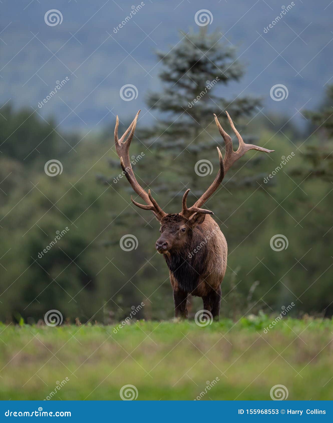 Alce toro en la pradera imagen de archivo. Imagen de pensilvania ...
