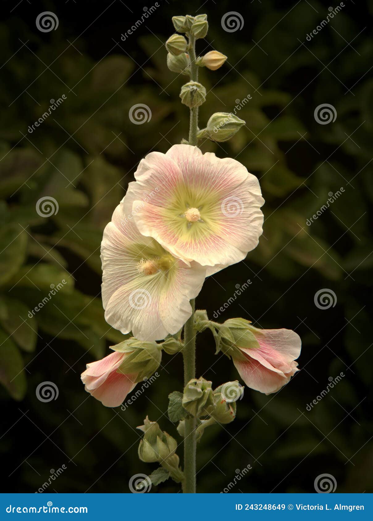 Beautiful Hollyhock Standing Tall in Soft Focus Stock Image - Image of ...