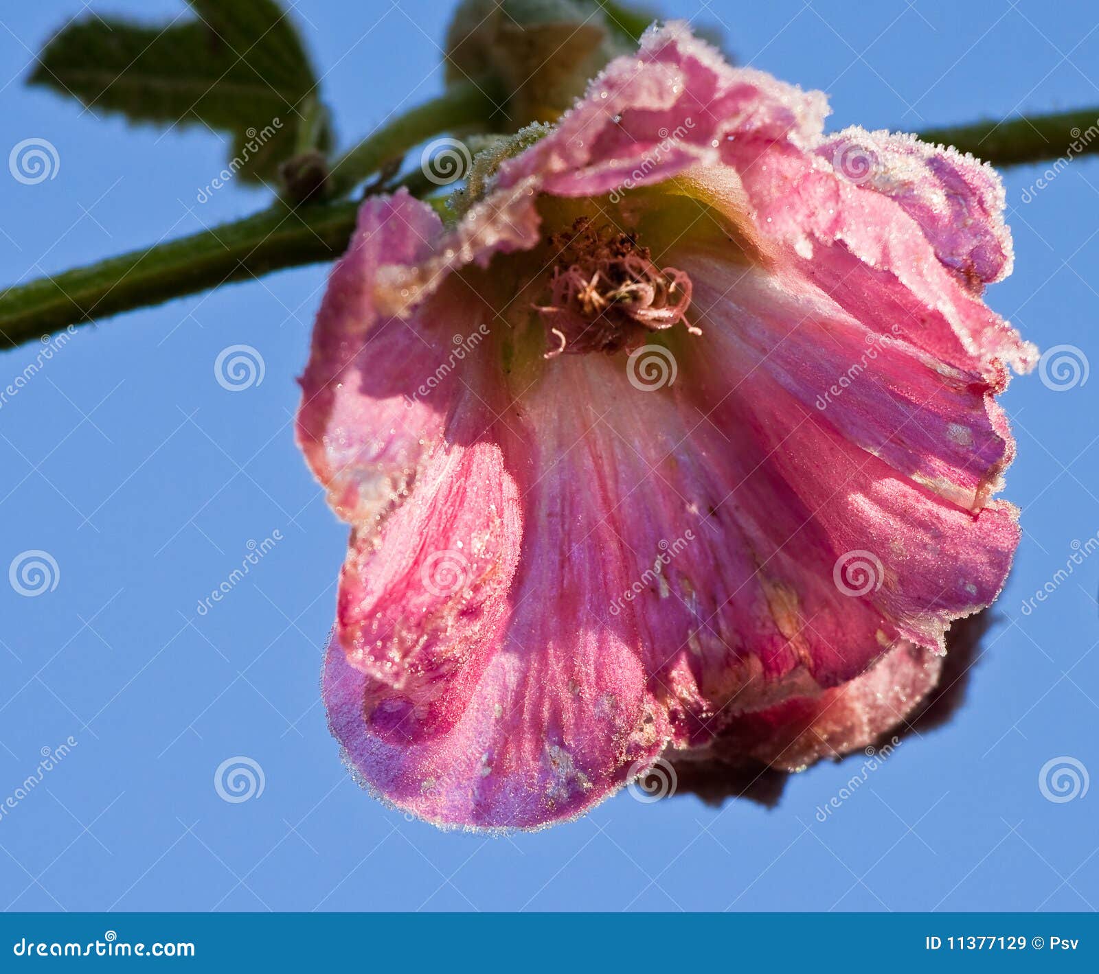 Alcea rosea stock image. Image of brightly, botany, color - 11377129