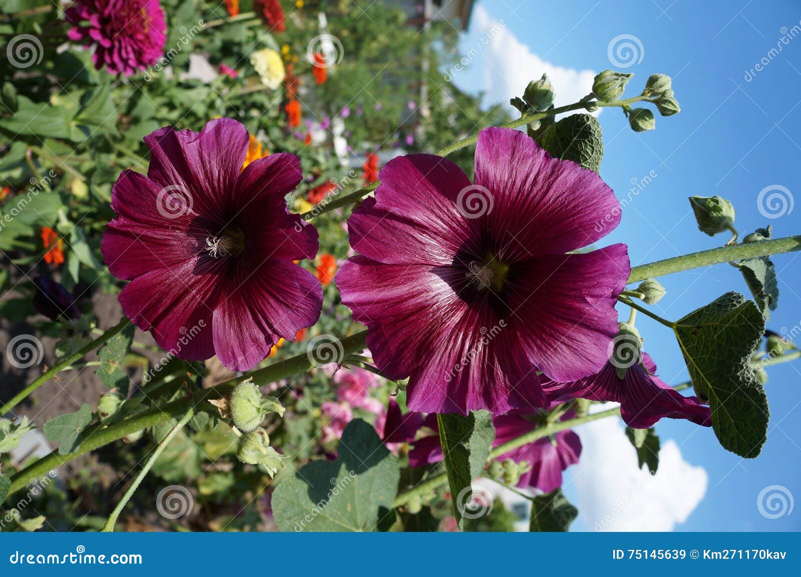 Alcea Rosea Dark Red Flowers and Buds Stock Image - Image of maroon ...