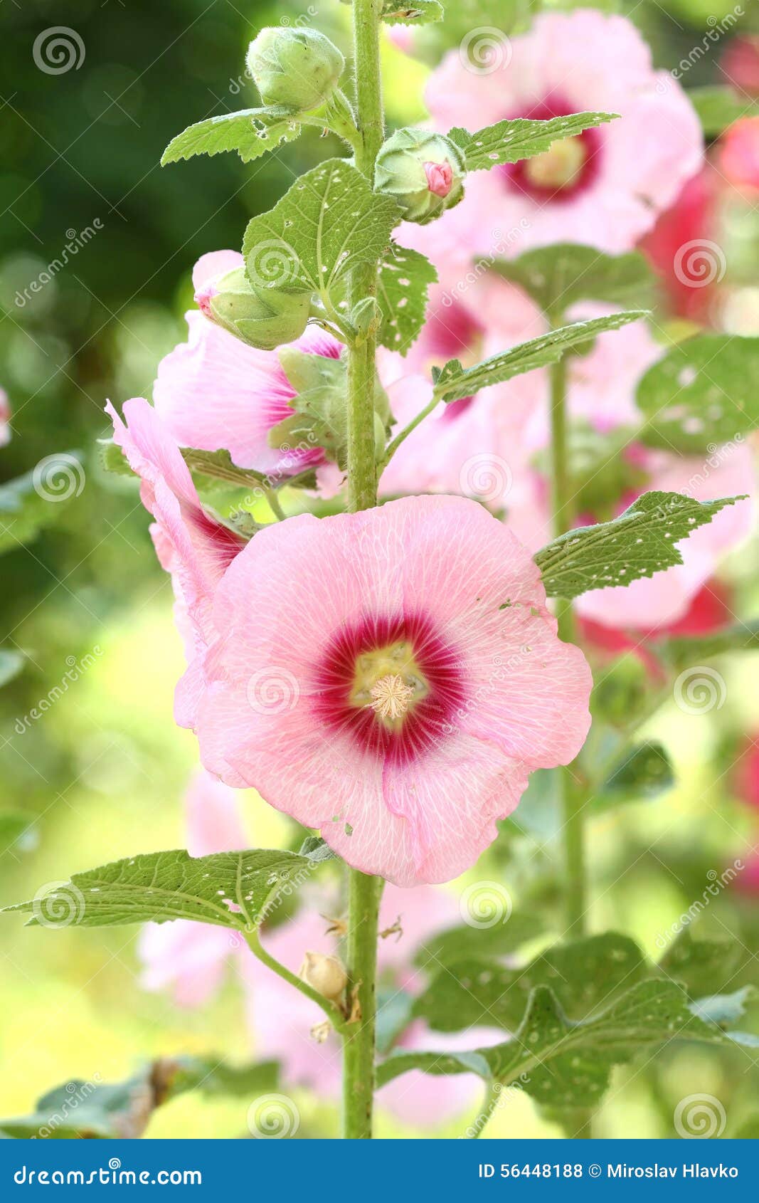 Alcea rosea stock photo. Image of medical, medicinal - 56448188