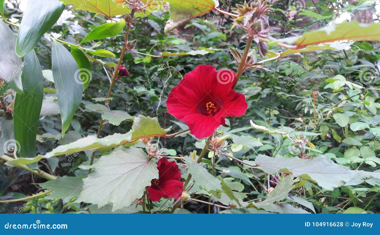 Alcea Rosea Tree with Red Flower Stock Photo - Image of flower, alcea ...