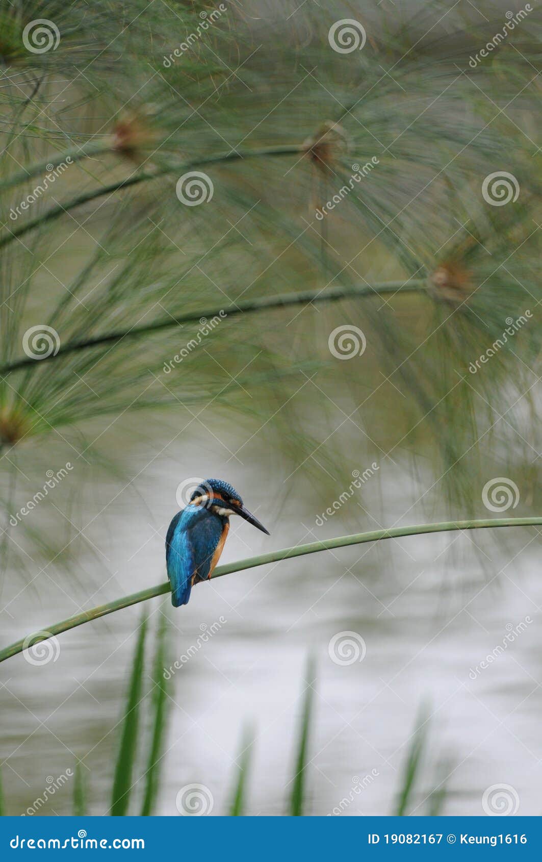 Alcedo atthis stock image. Image of rest, field, flying - 19082167