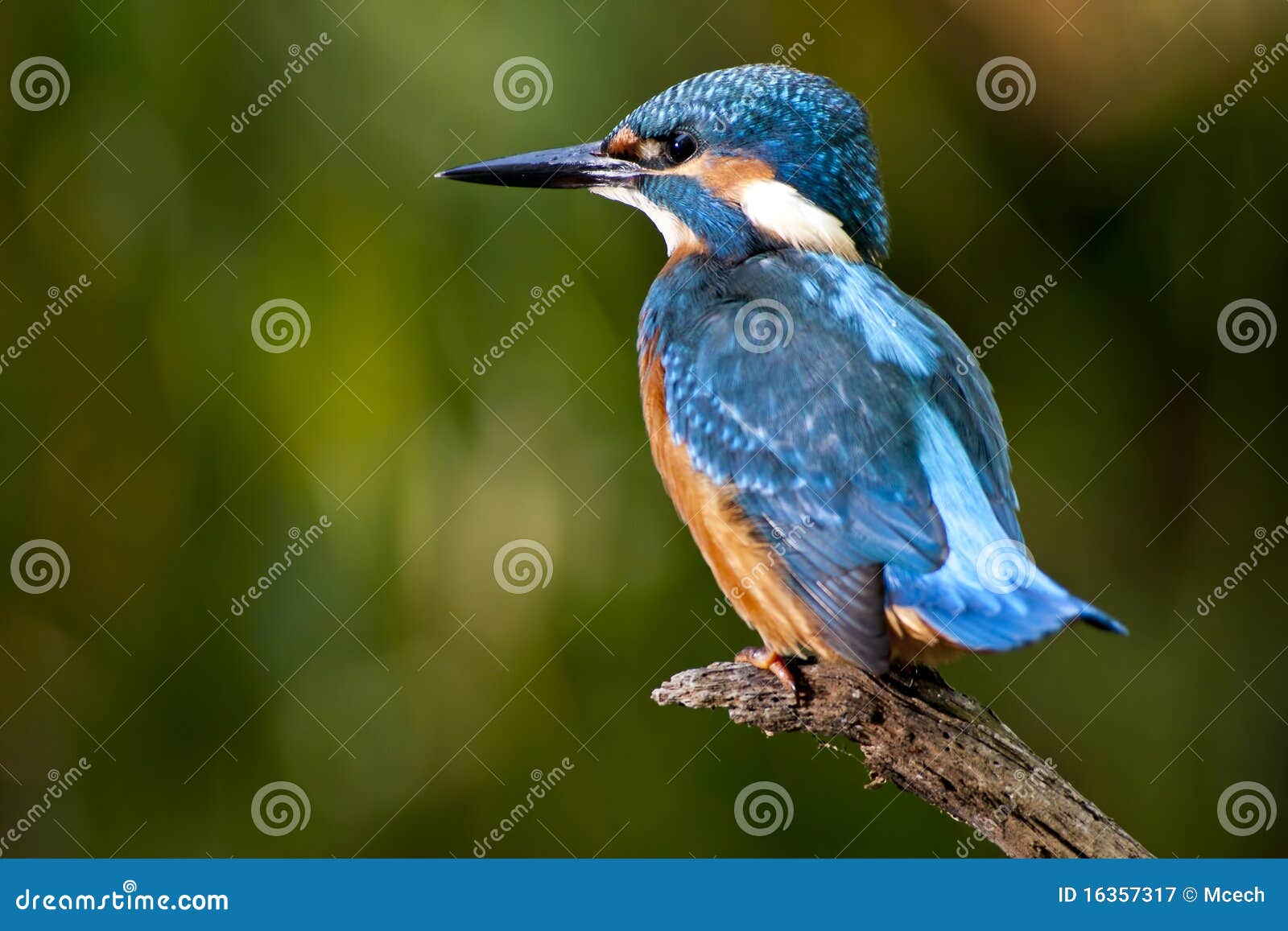 Alcedo atthis zimorodek obraz stock. Obraz złożonej z ornitologia ...